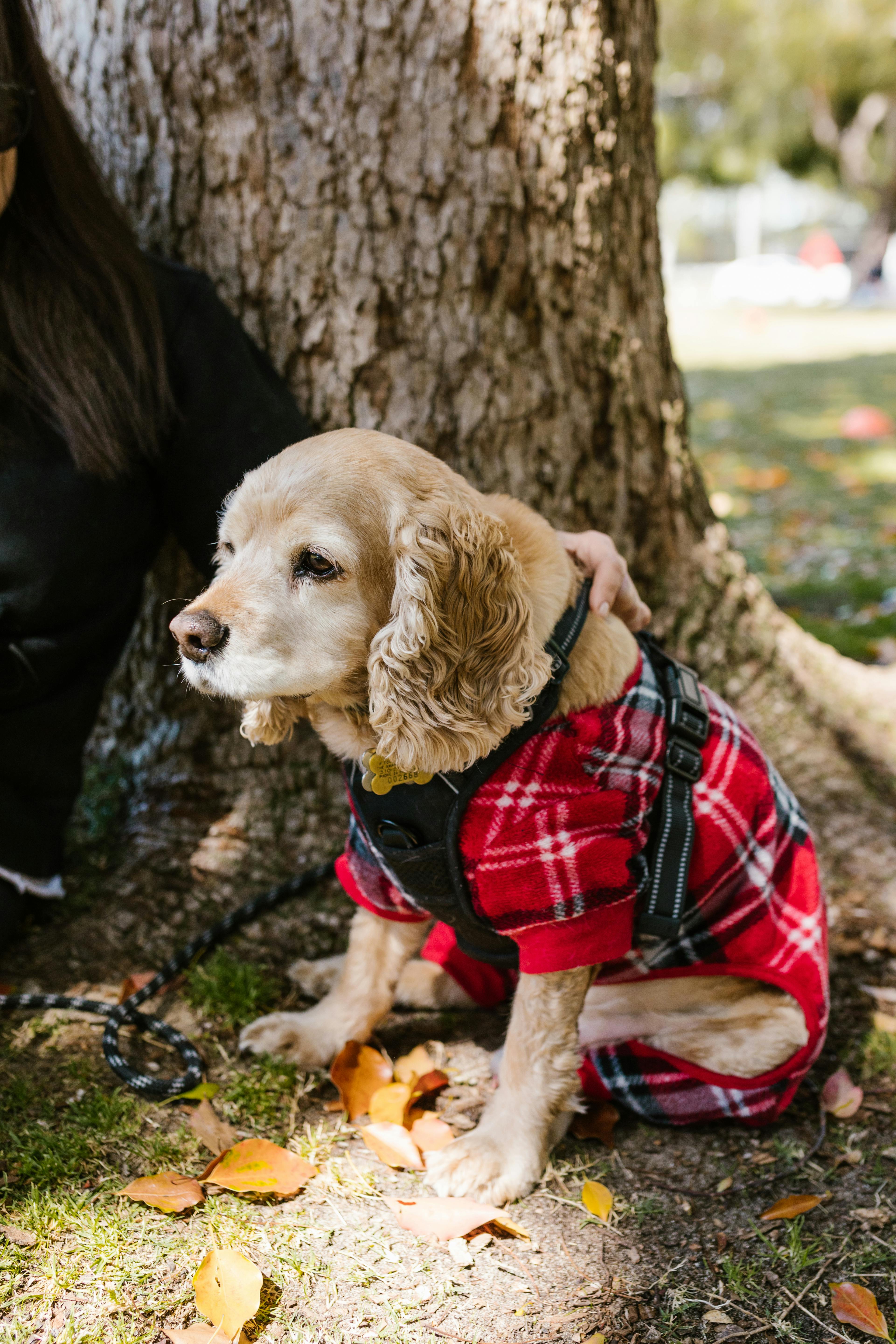 Dog Sitting Near a Tree · Free Stock Photo