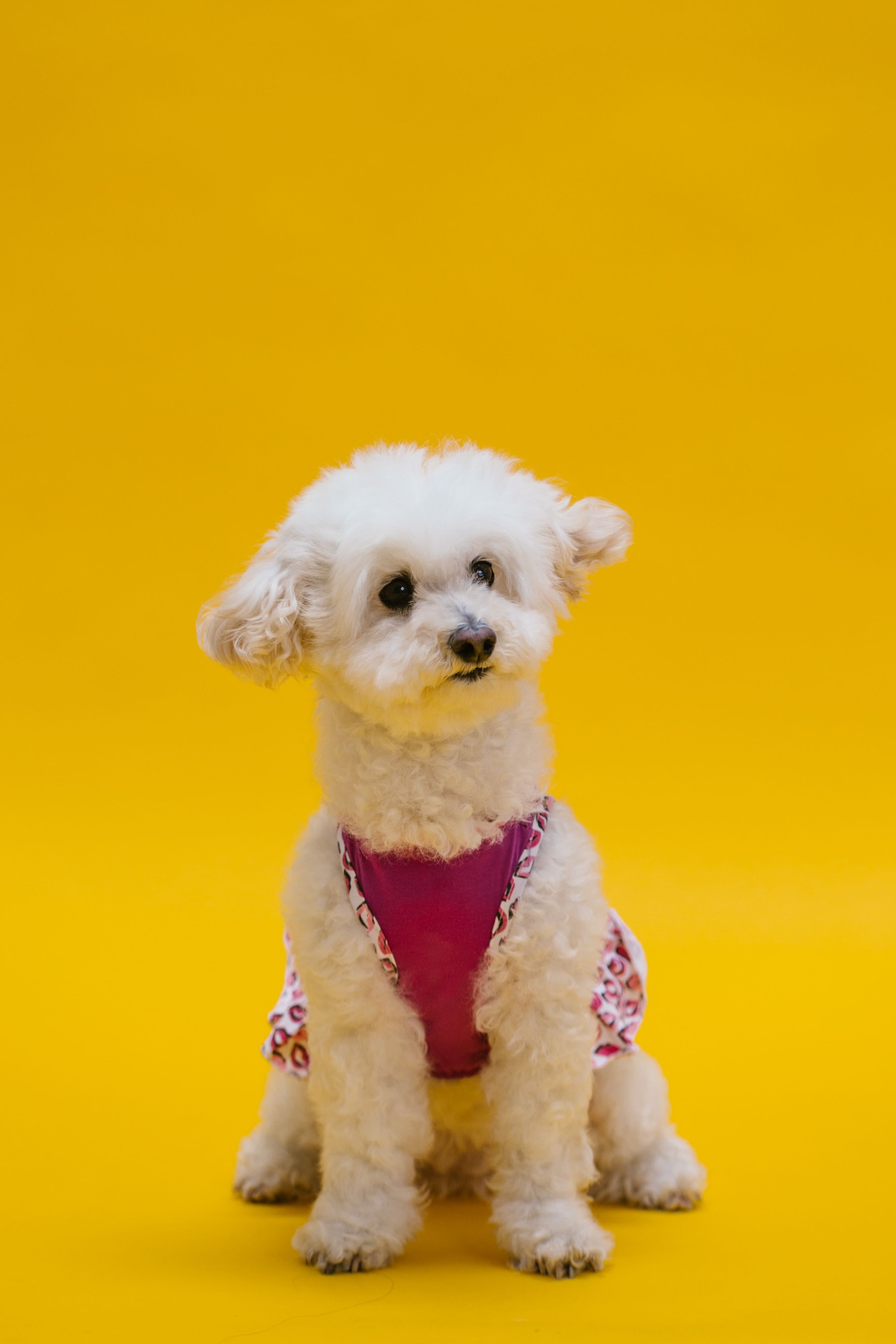 Furry Poodle