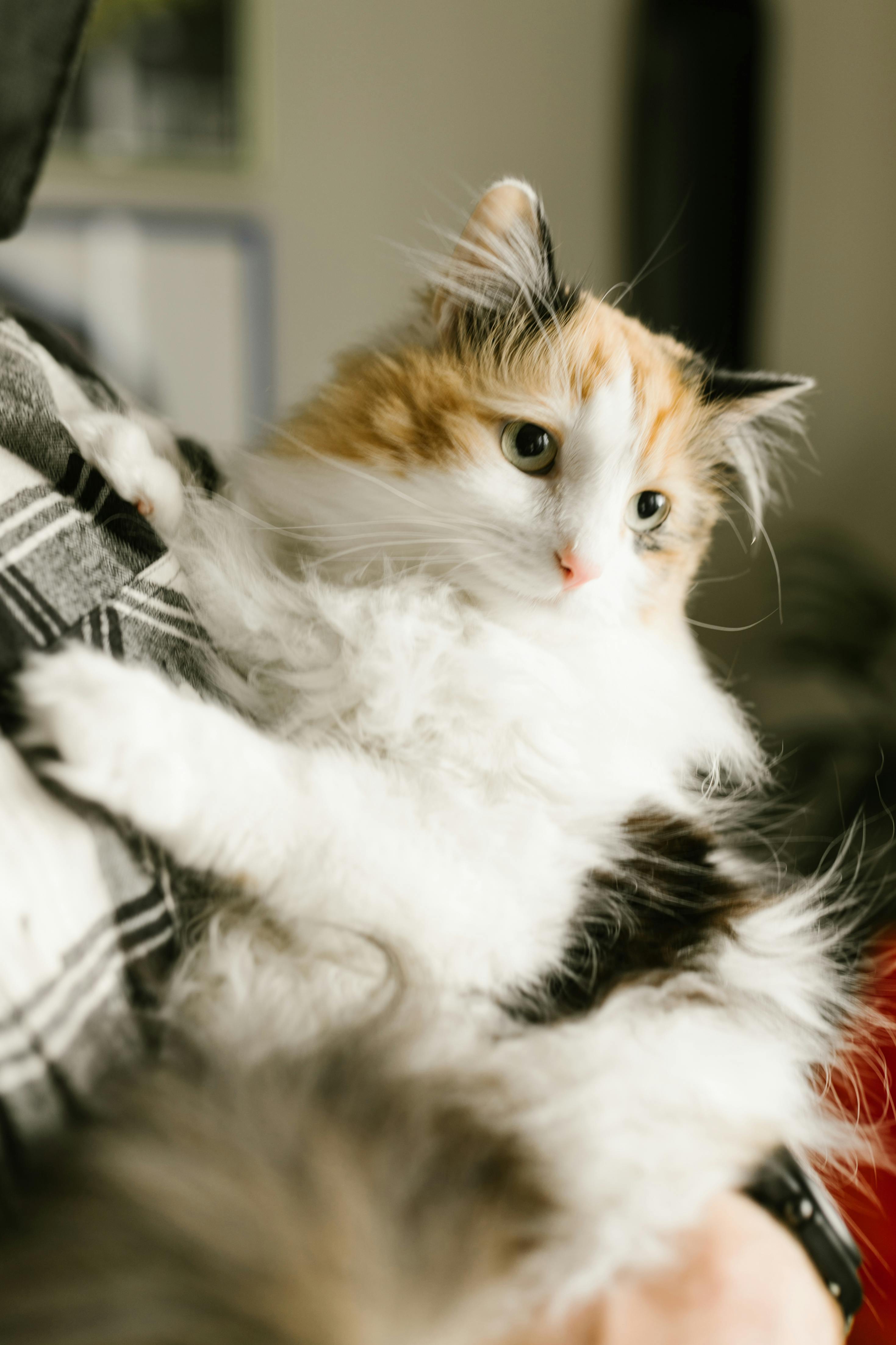 Calico Cat Photos, Download The BEST Free Calico Cat Stock Photos & HD ...