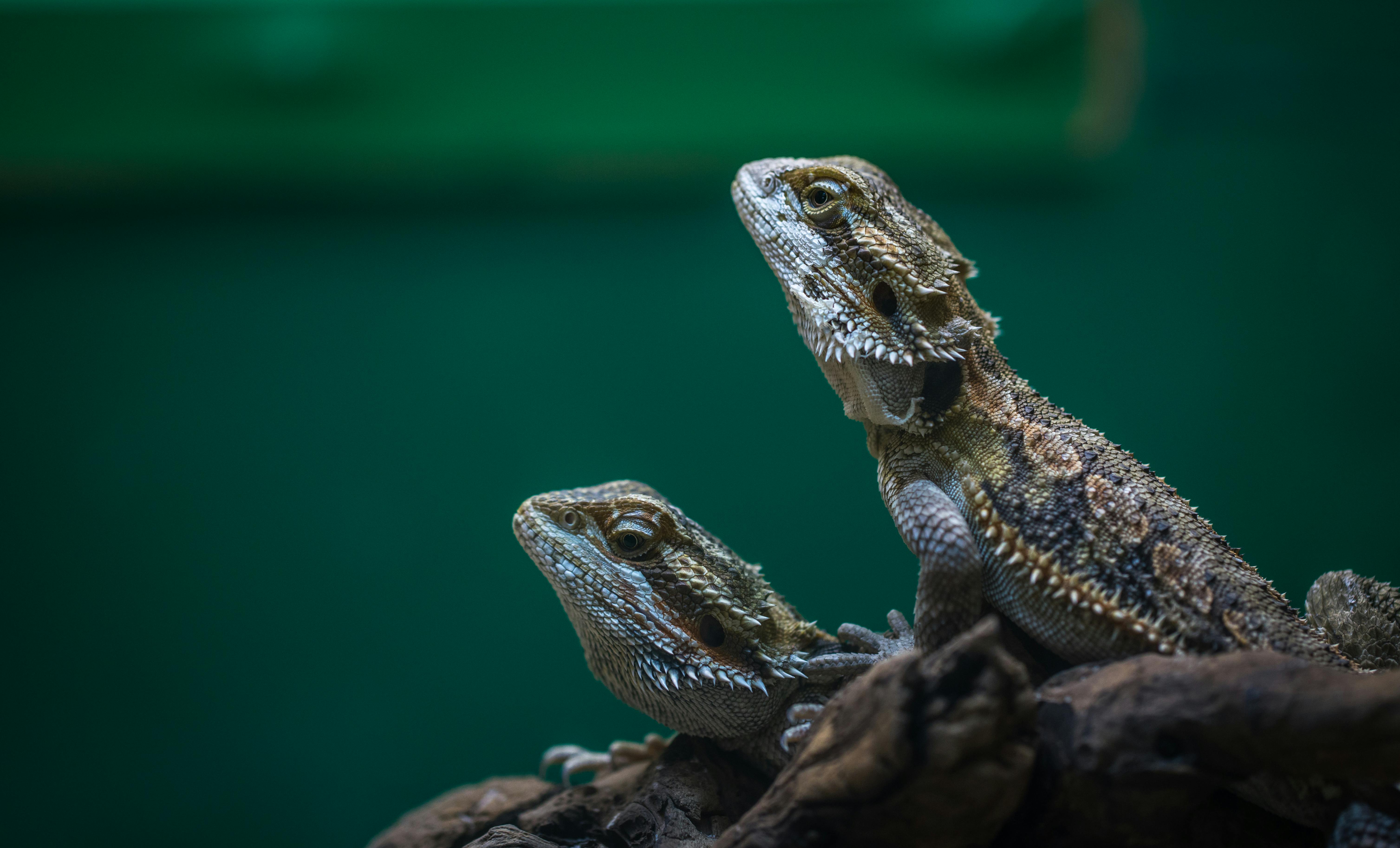 Macro Photography of Green Crested Lizard · Free Stock Photo