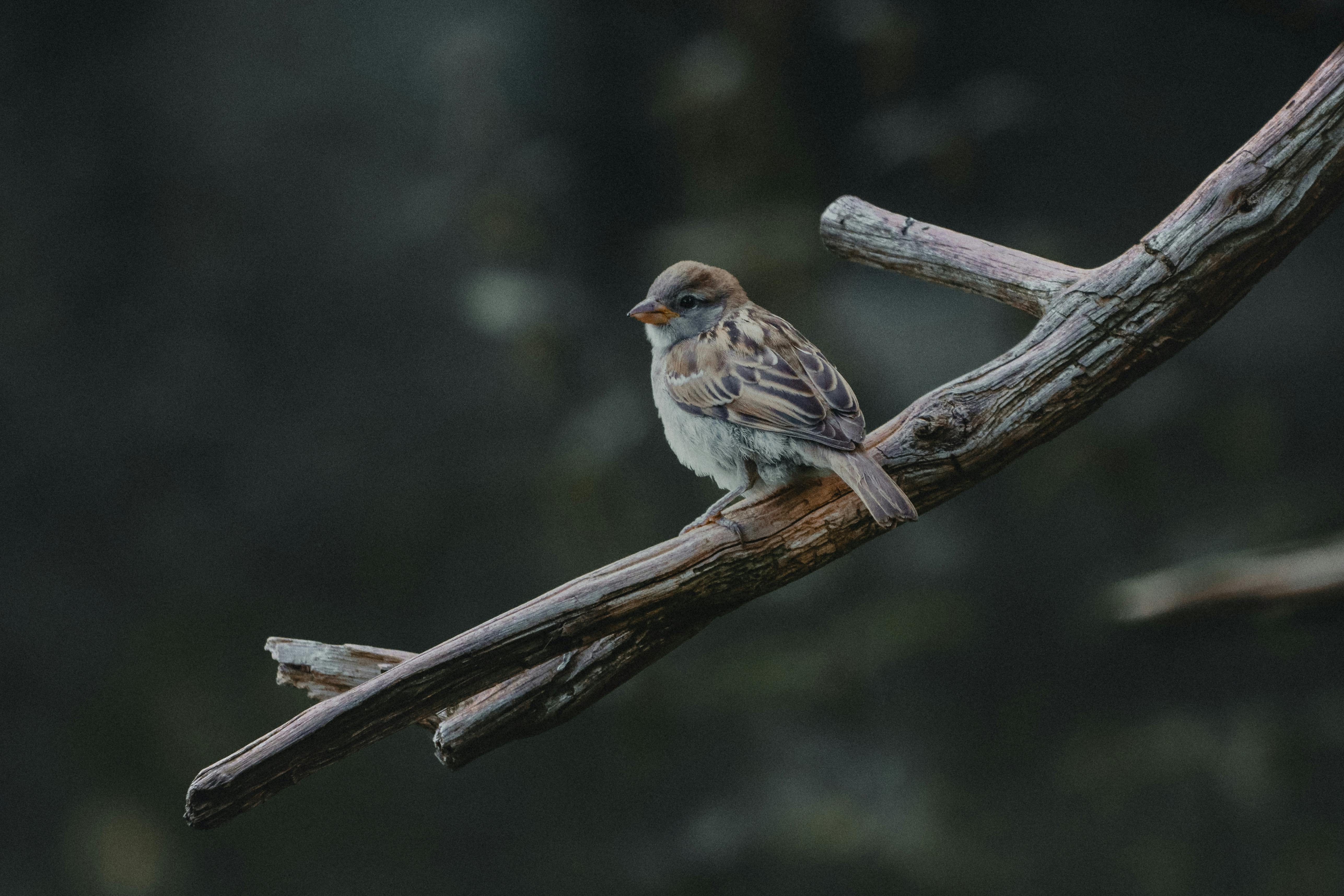 Small brown wild sparrow on thick branch · Free Stock Photo
