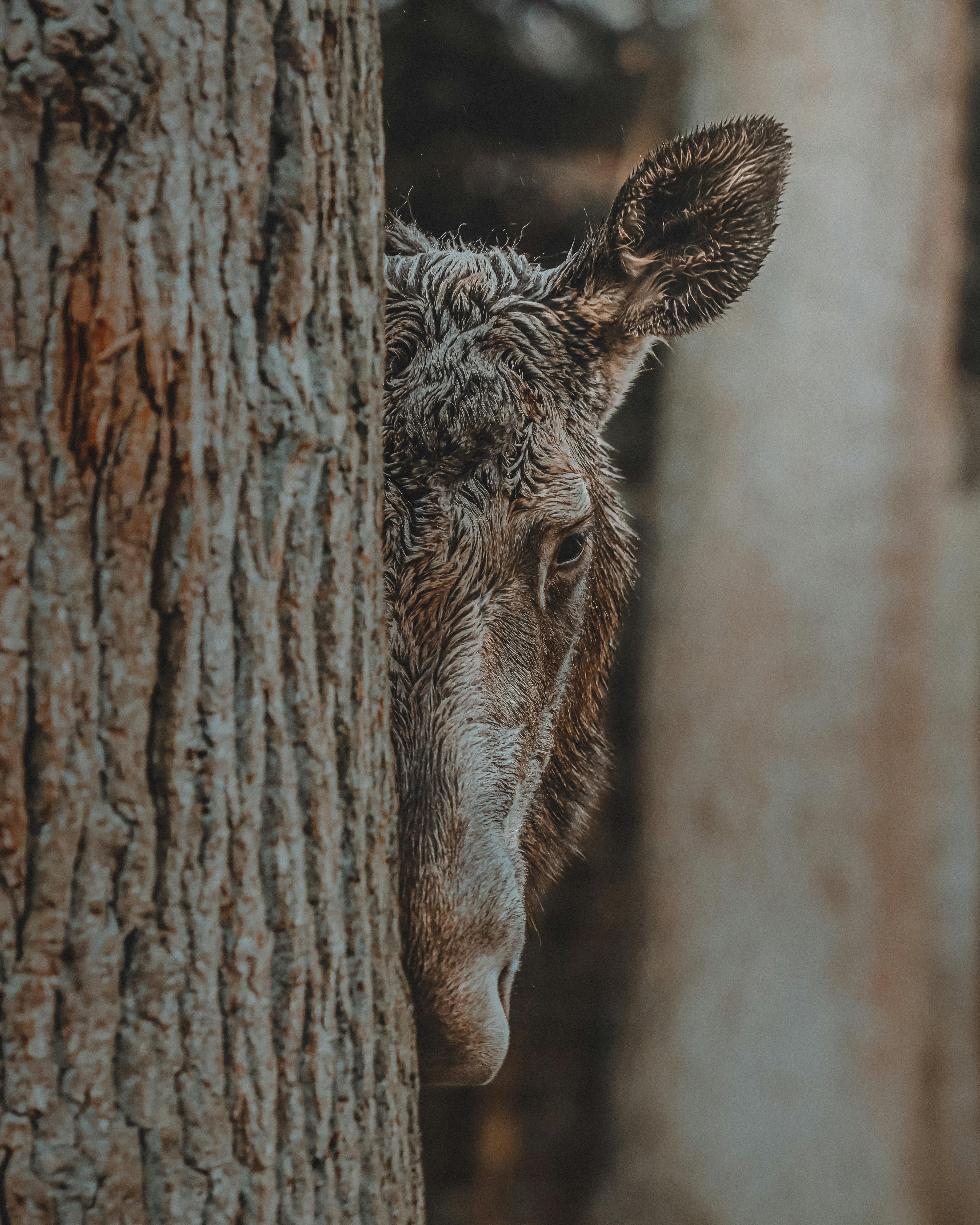 Wild moose hiding behind tree in forest · Free Stock Photo