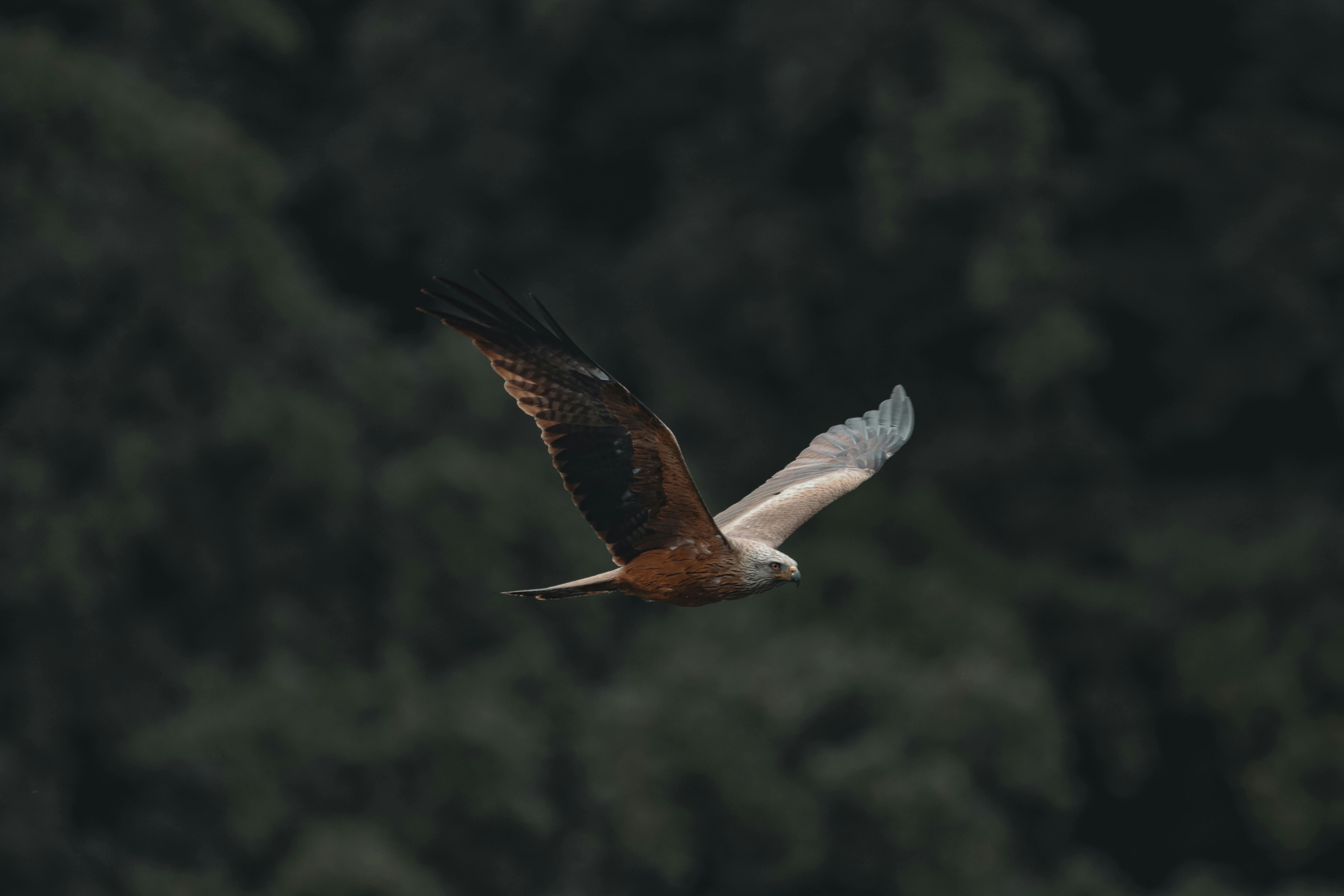 Brown flying graceful hawk flying near forest · Free Stock Photo