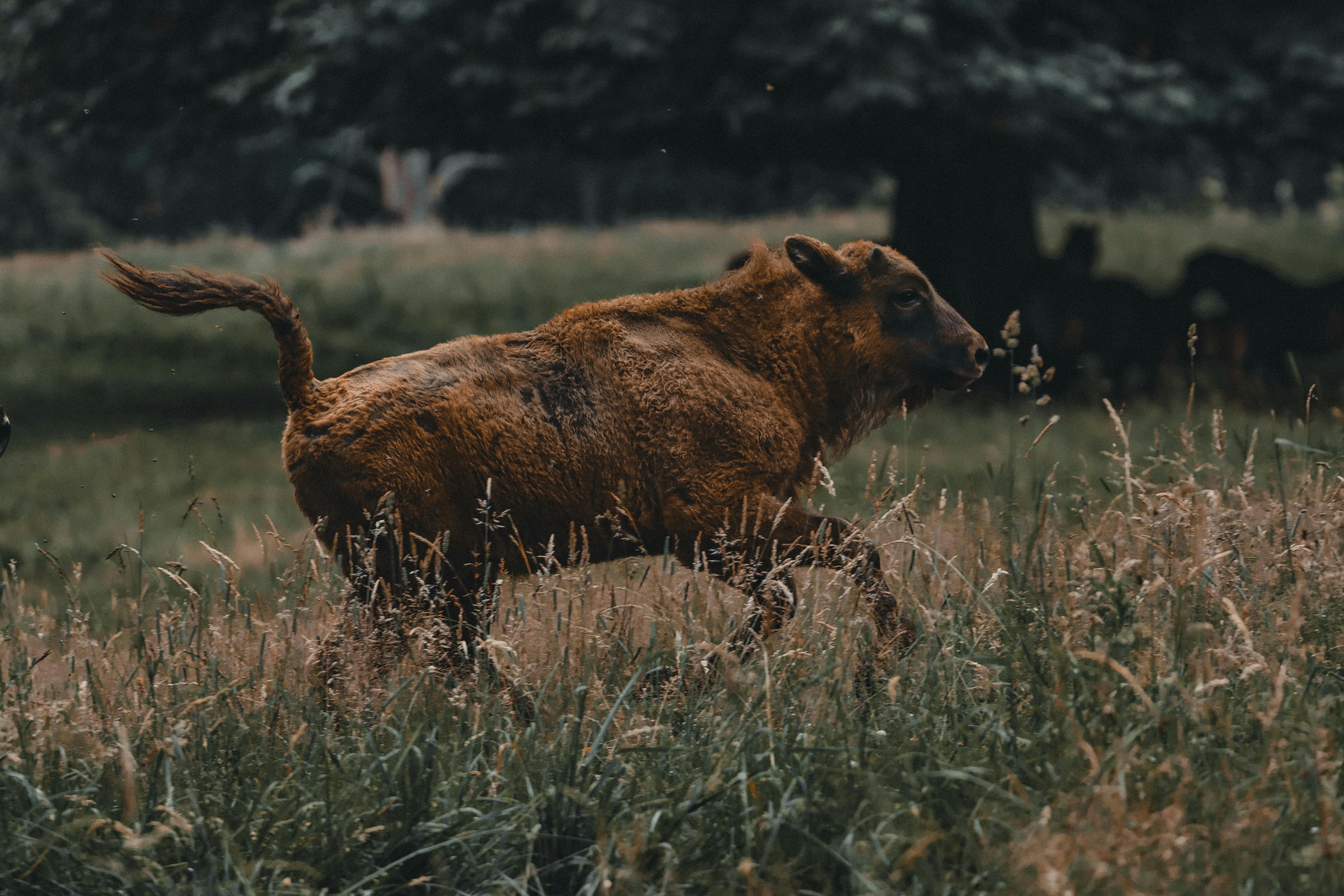 Bison Run Photos, Download The BEST Free Bison Run Stock Photos & HD Images
