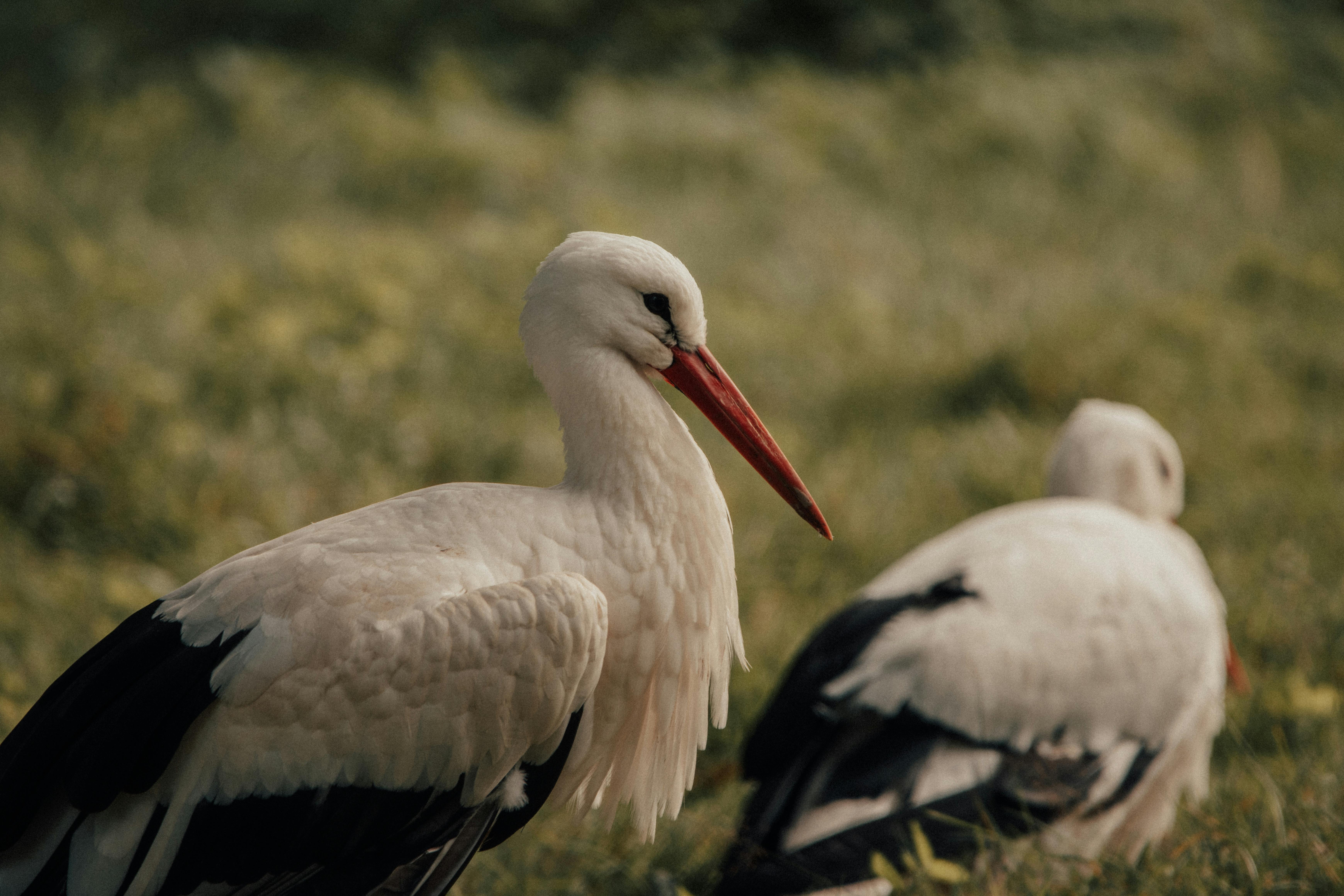 Graceful white storks with black wings · Free Stock Photo