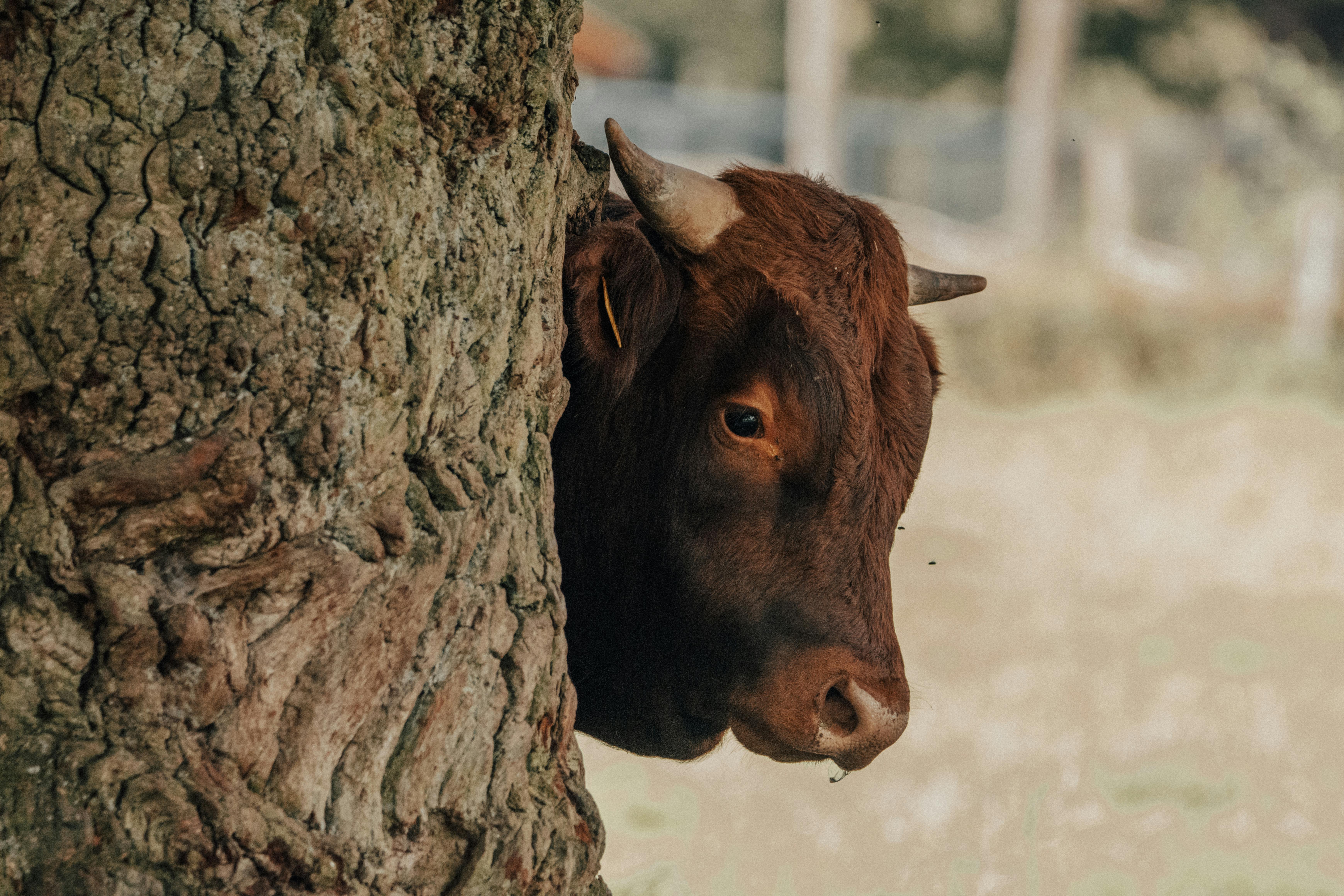 Bull Tree Photos, Download The BEST Free Bull Tree Stock Photos & HD Images