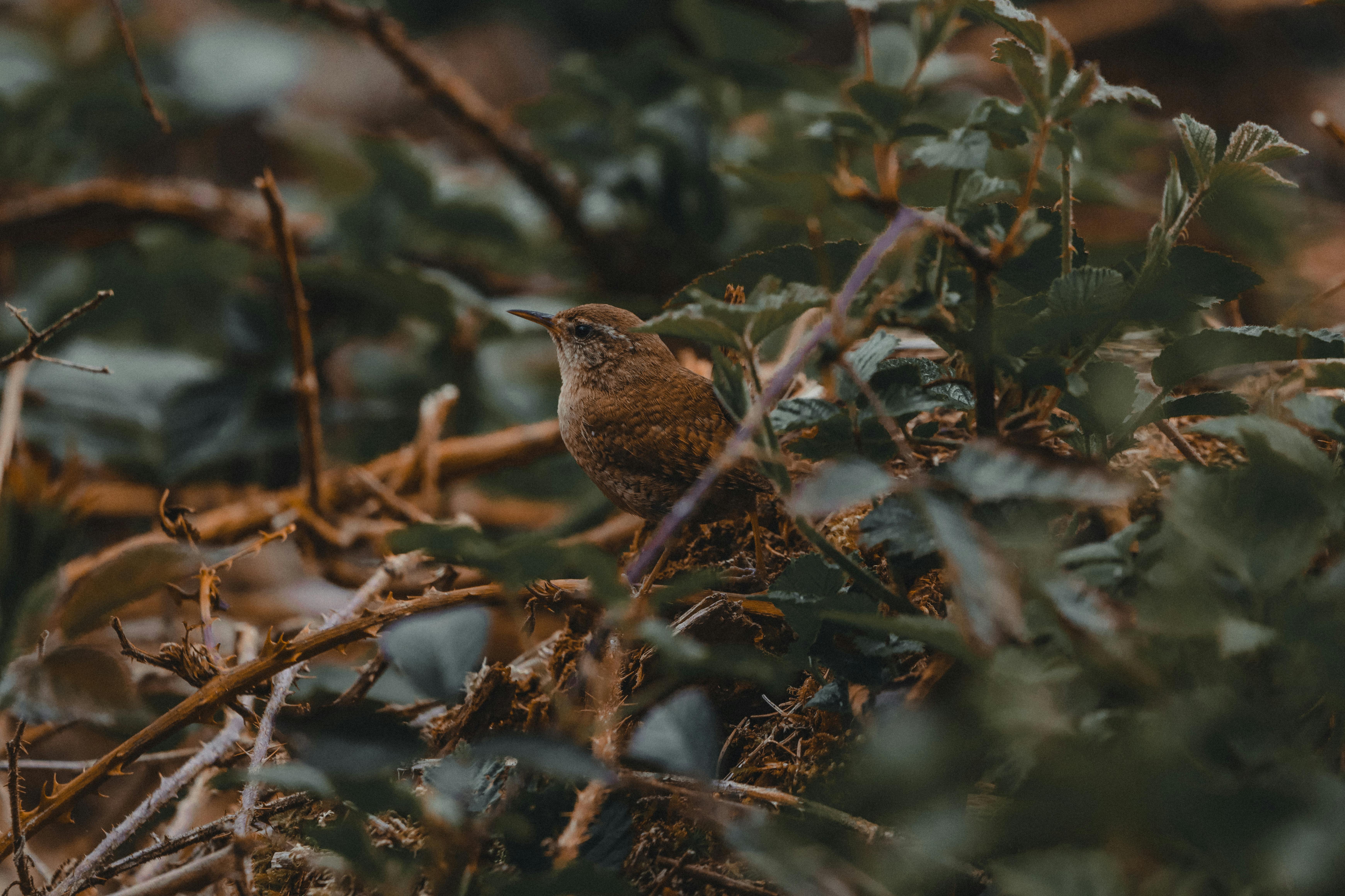 Eurasian wren in bushes with green leaves · Free Stock Photo