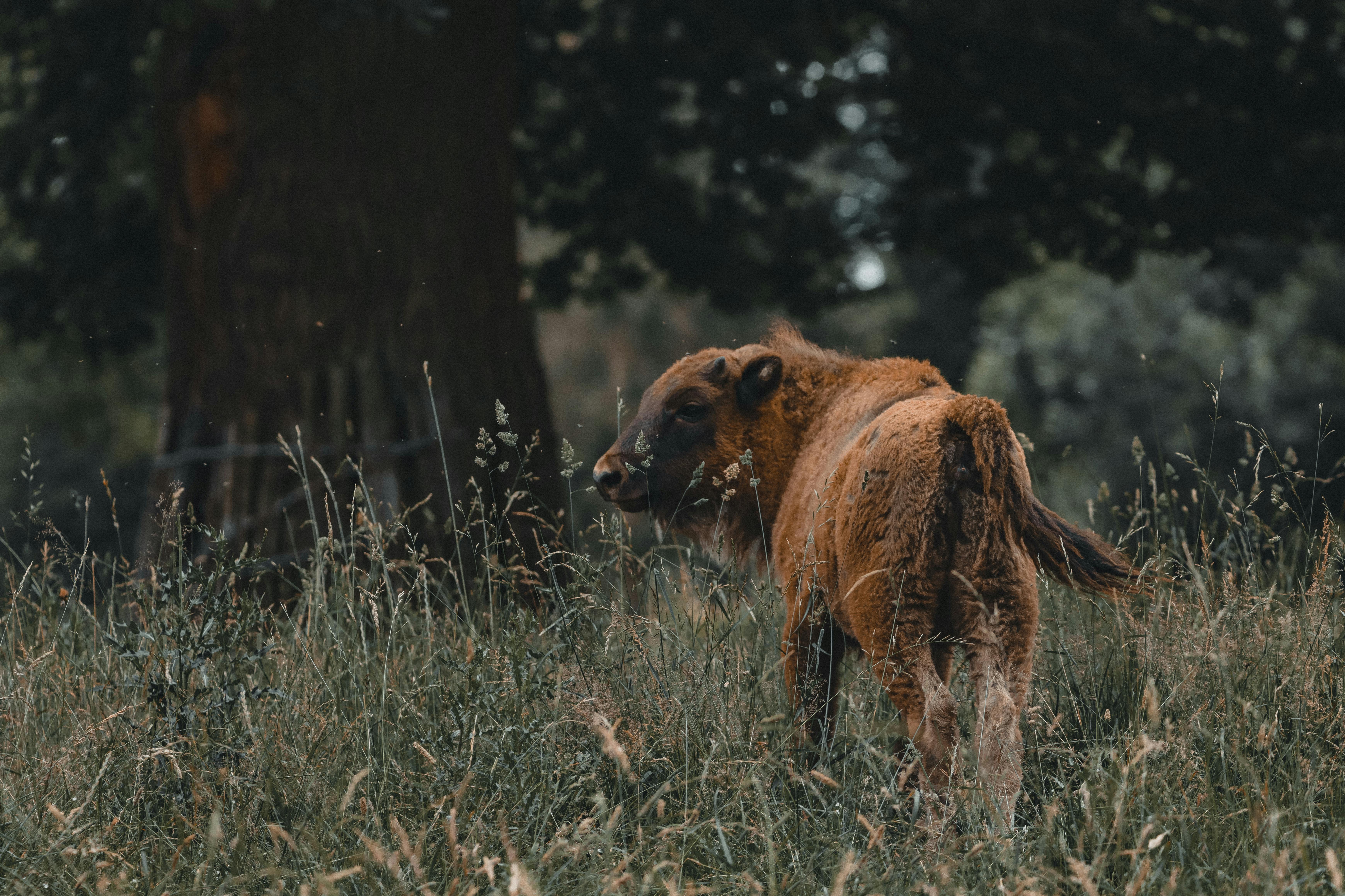 Calf in field near tree · Free Stock Photo