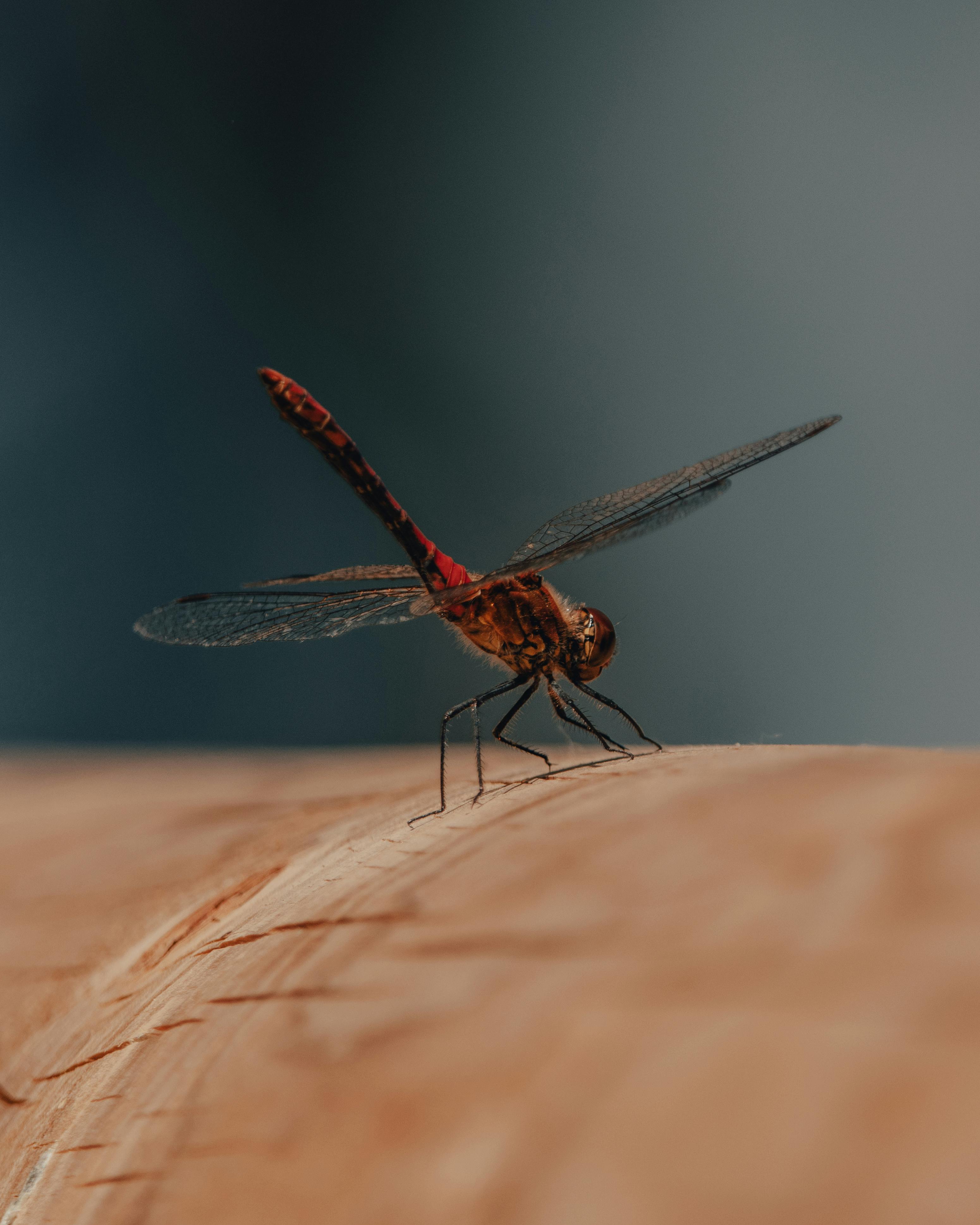 Colorful dragonfly flying in nature · Free Stock Photo