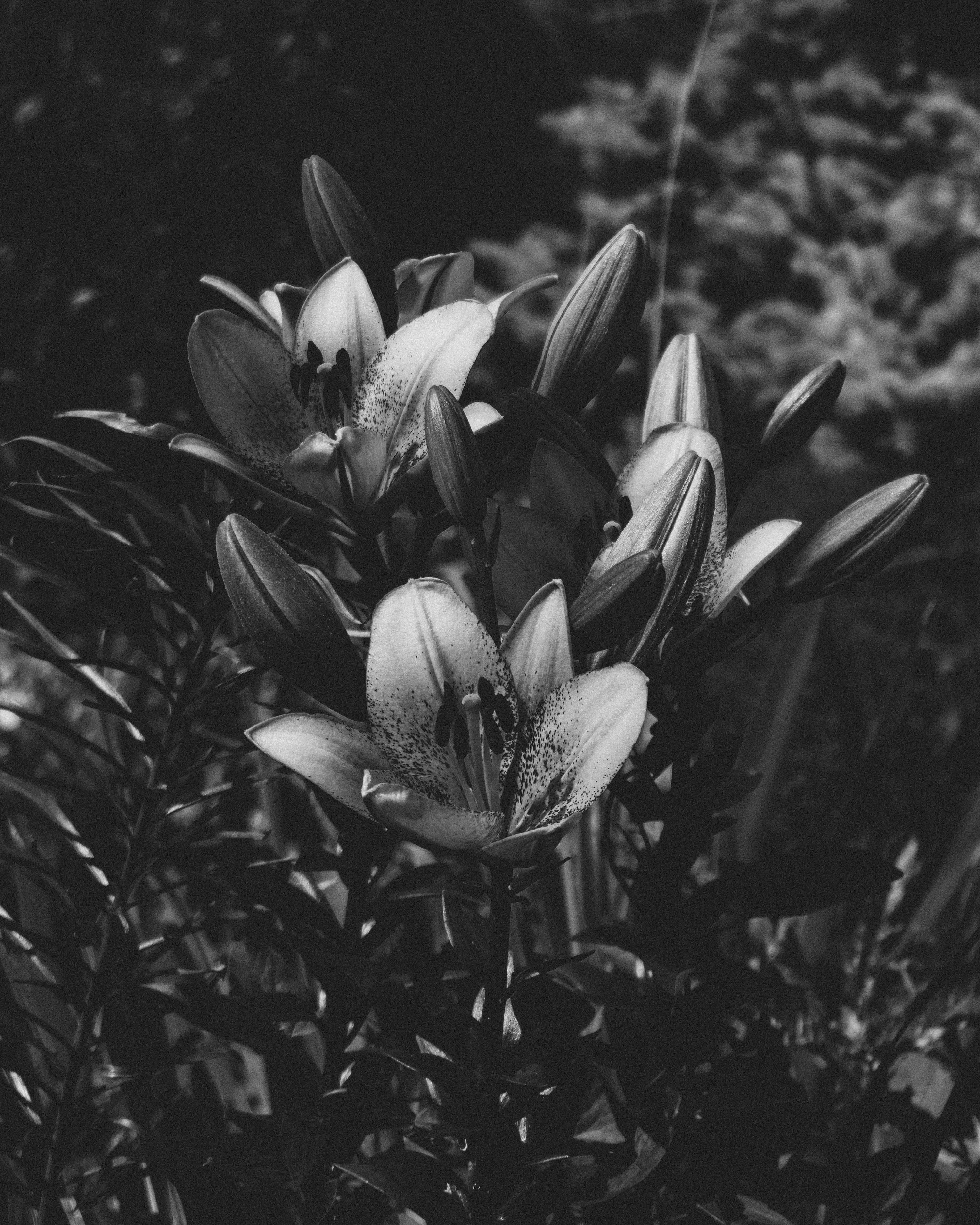 Grayscale Photo of Lily Flowers · Free Stock Photo