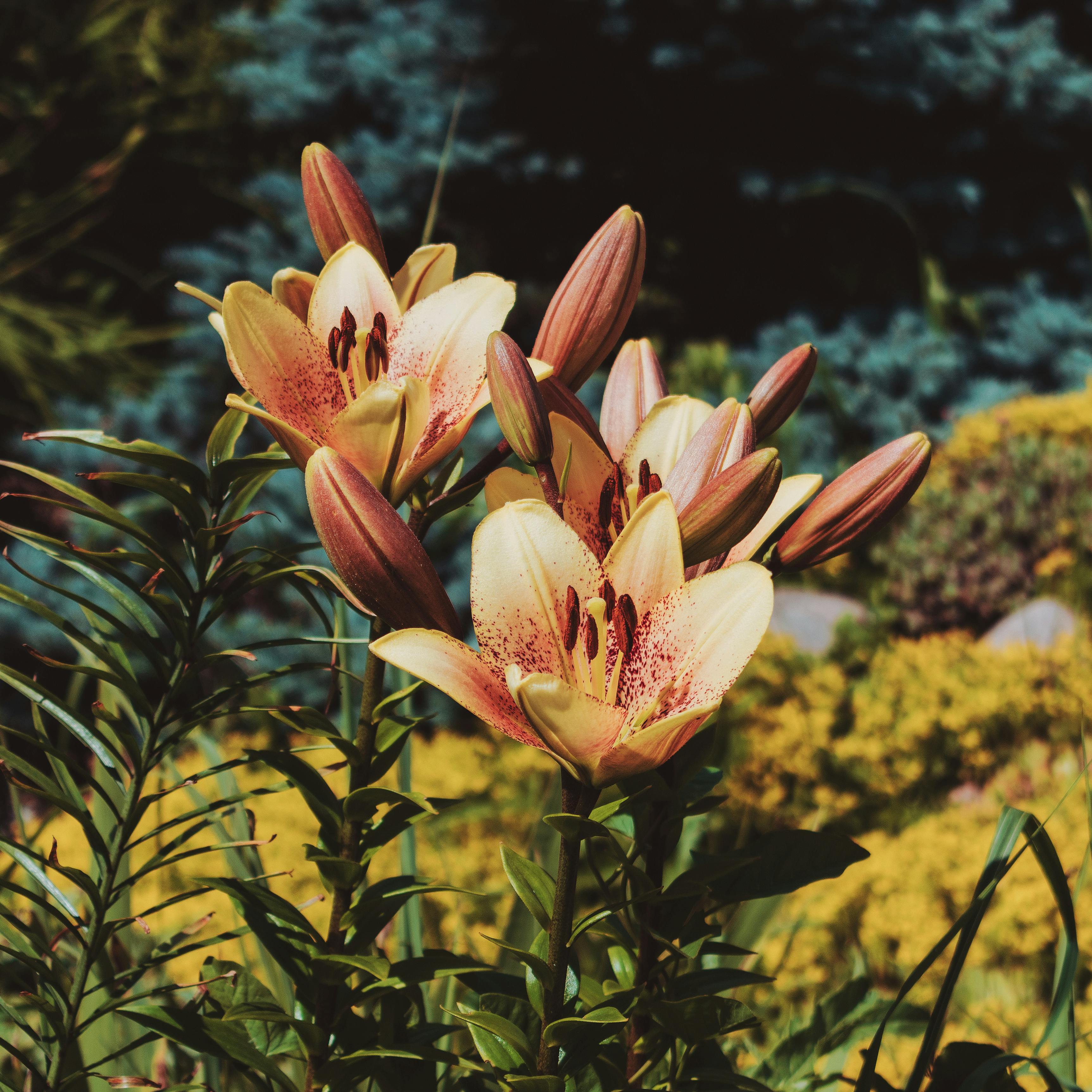 Mellow Lily Flowers with Buds and Green Leaves · Free Stock Photo