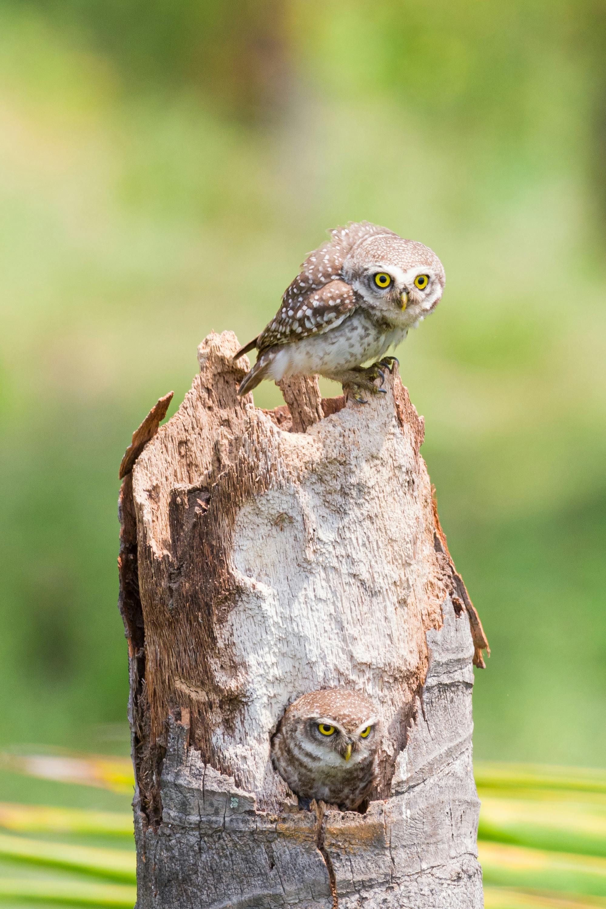 800+ Best Owls Photos · 100% Free Download · Pexels Stock Photos