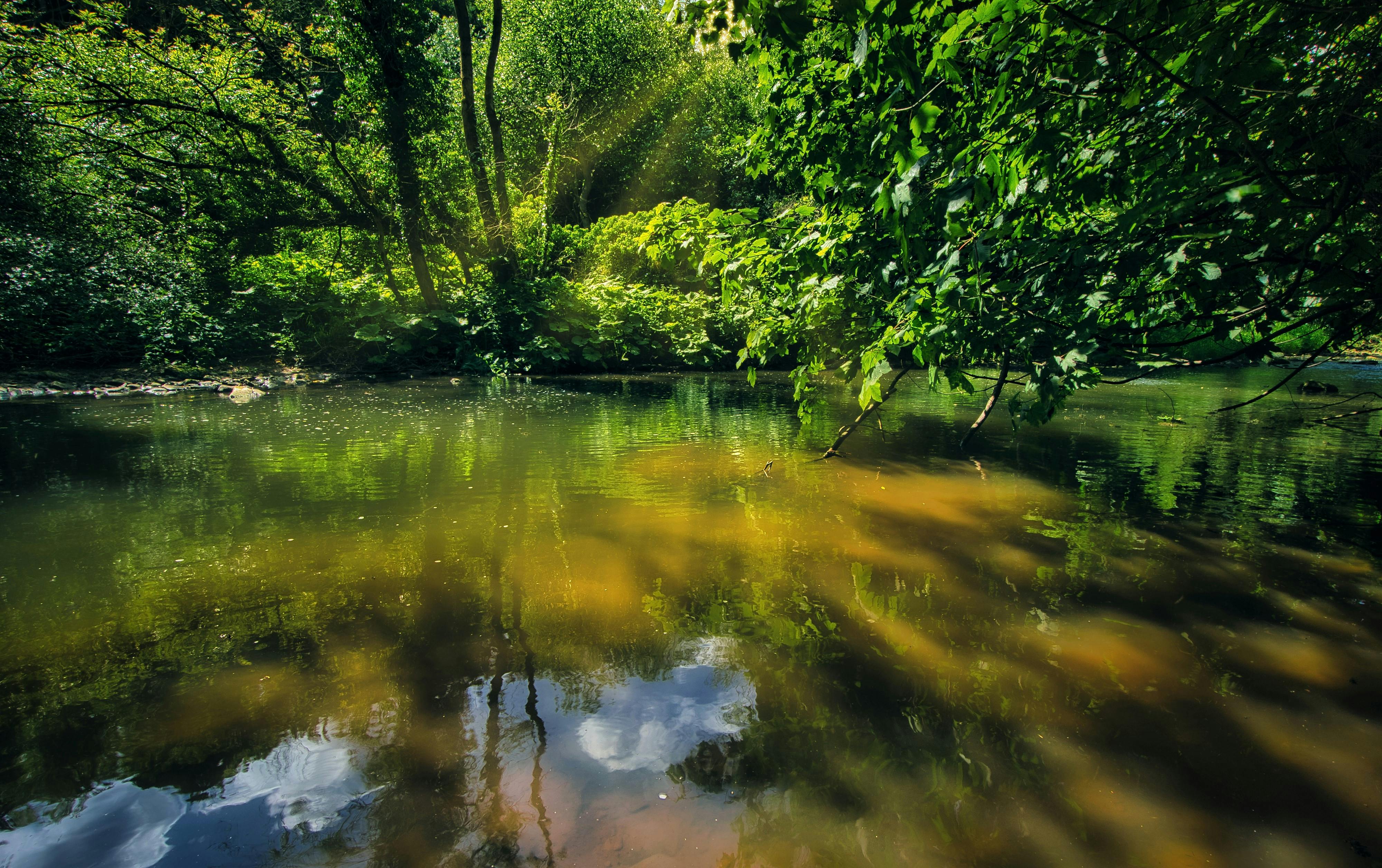 Murky Body of Water Surrounded by Trees · Free Stock Photo