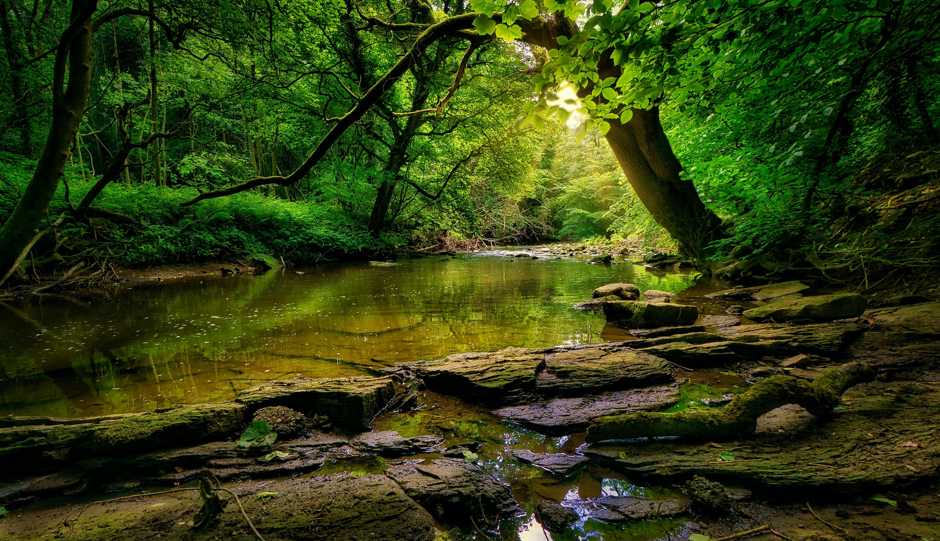 Beautiful Forest With River