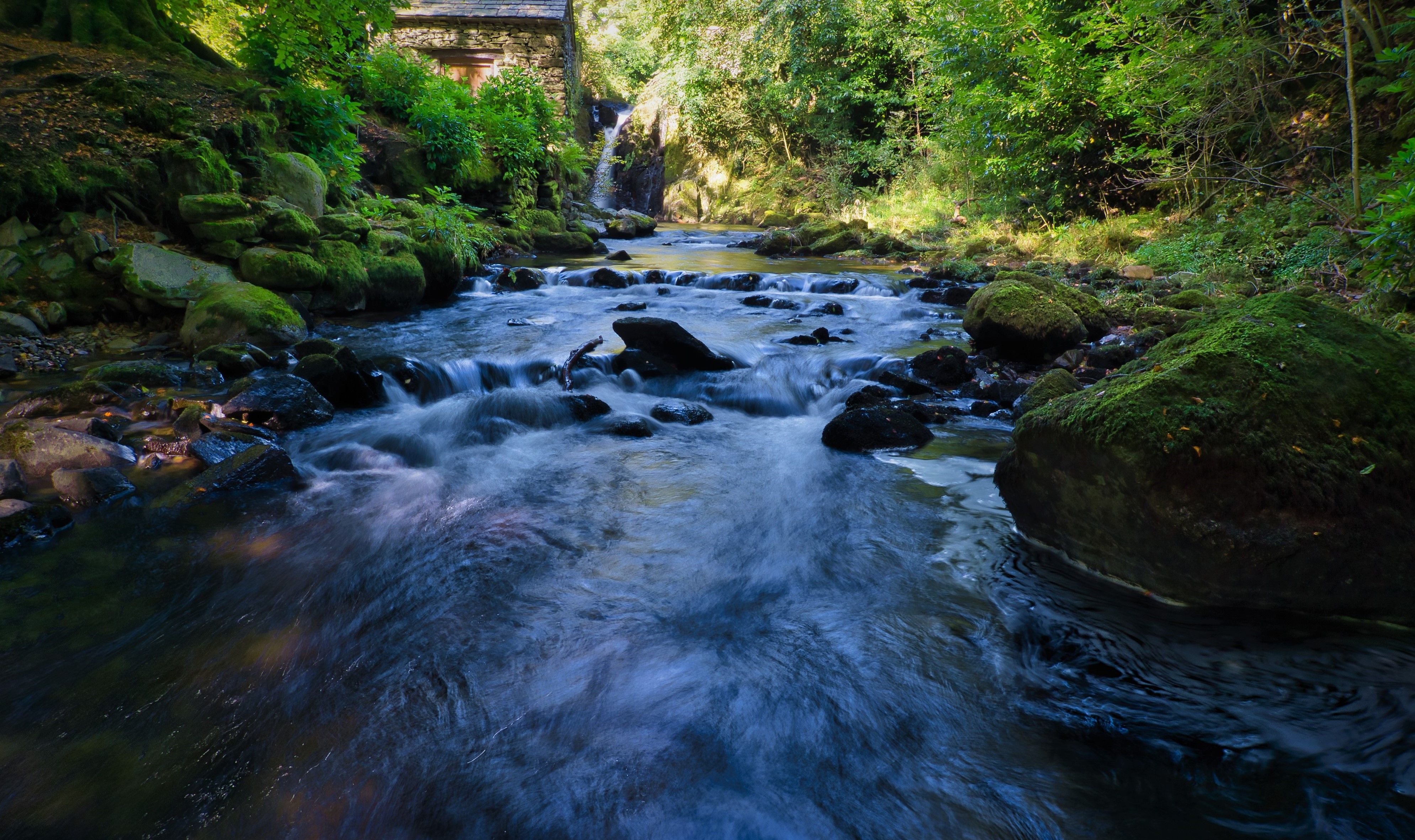 River in the Forest · Free Stock Photo