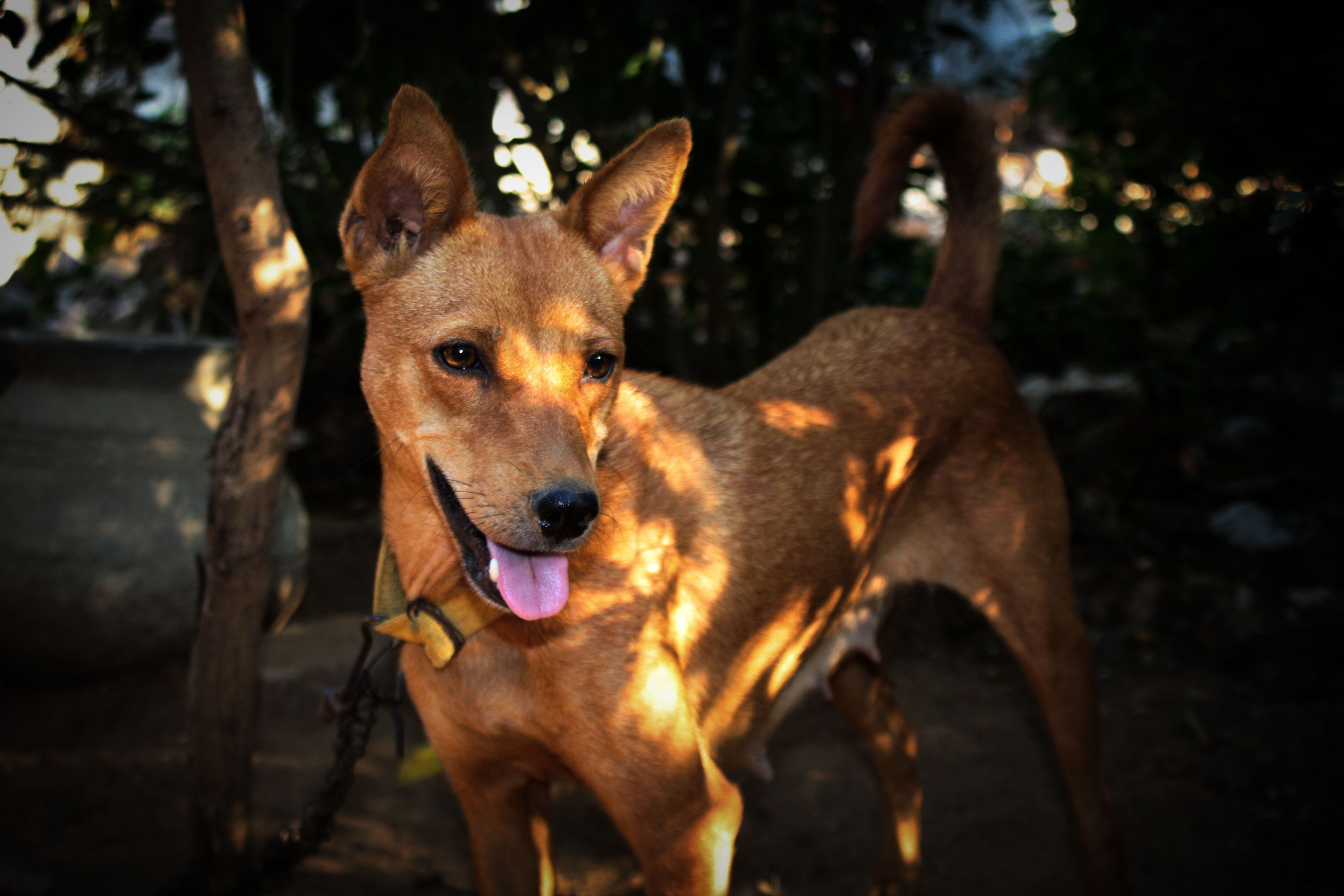 Close Up Shot of a Dog · Free Stock Photo