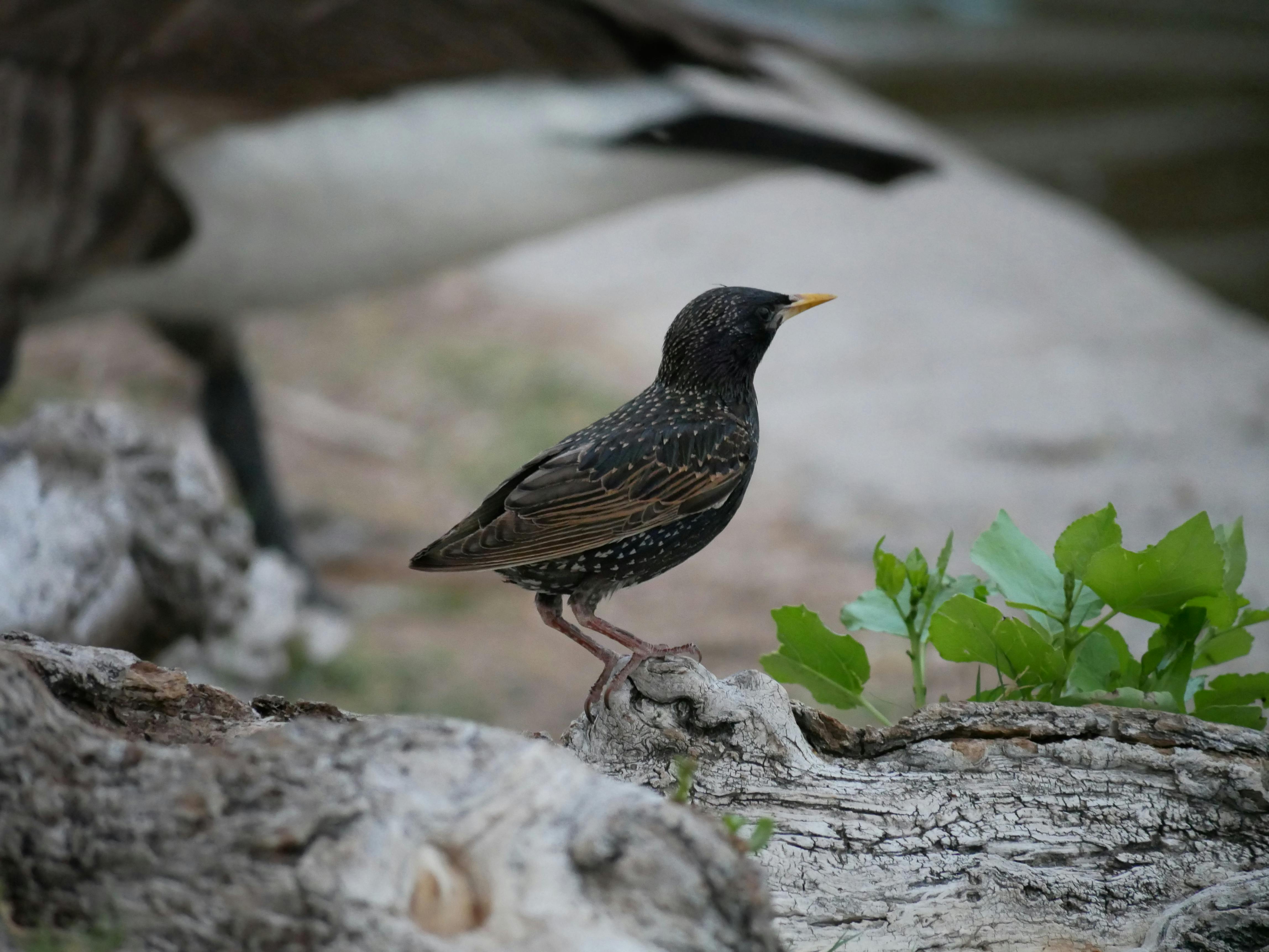 Photo of a Common Starling on a Concrete Surface · Free Stock Photo