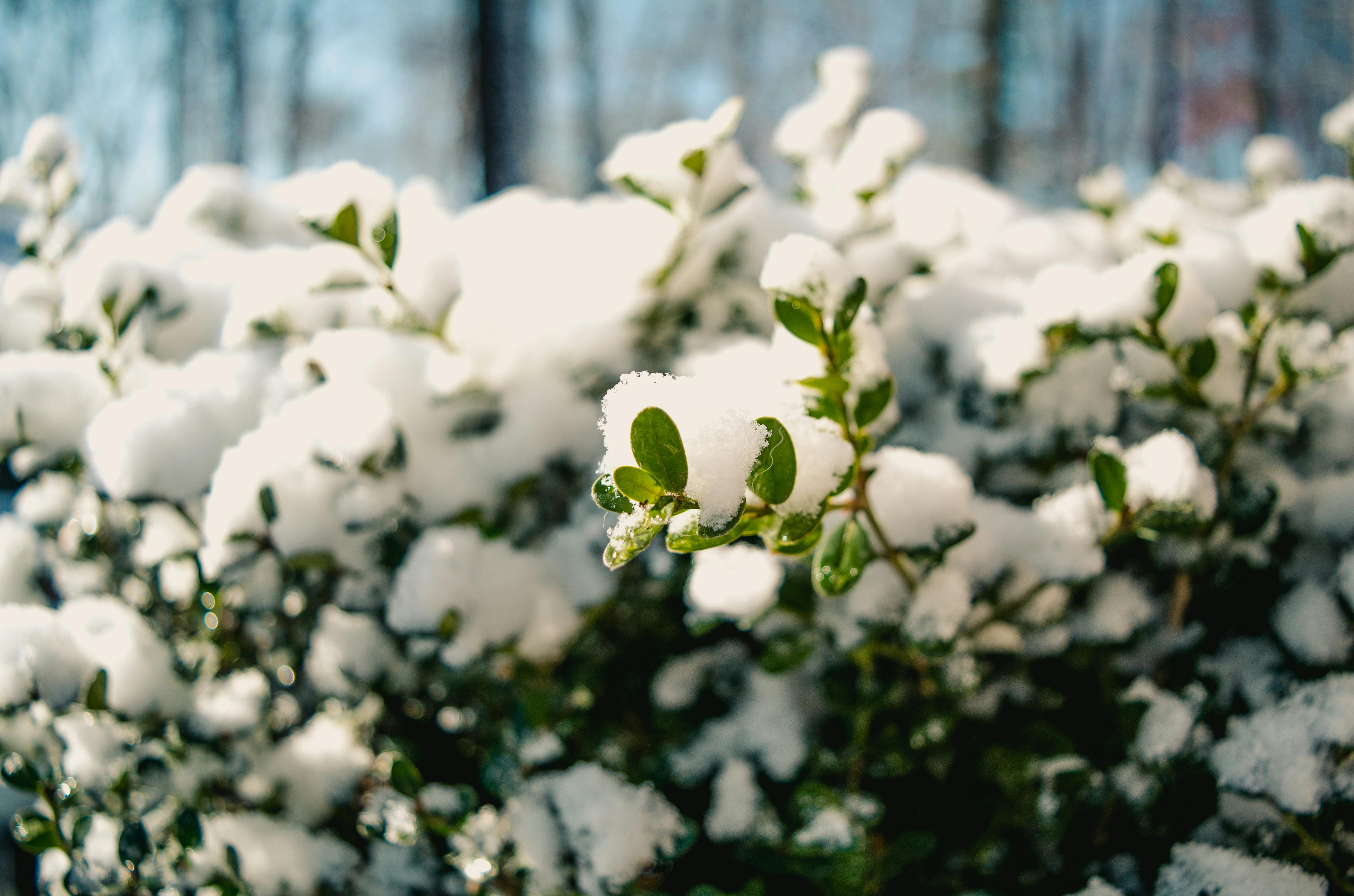 Photography of Snow on Plants · Free Stock Photo