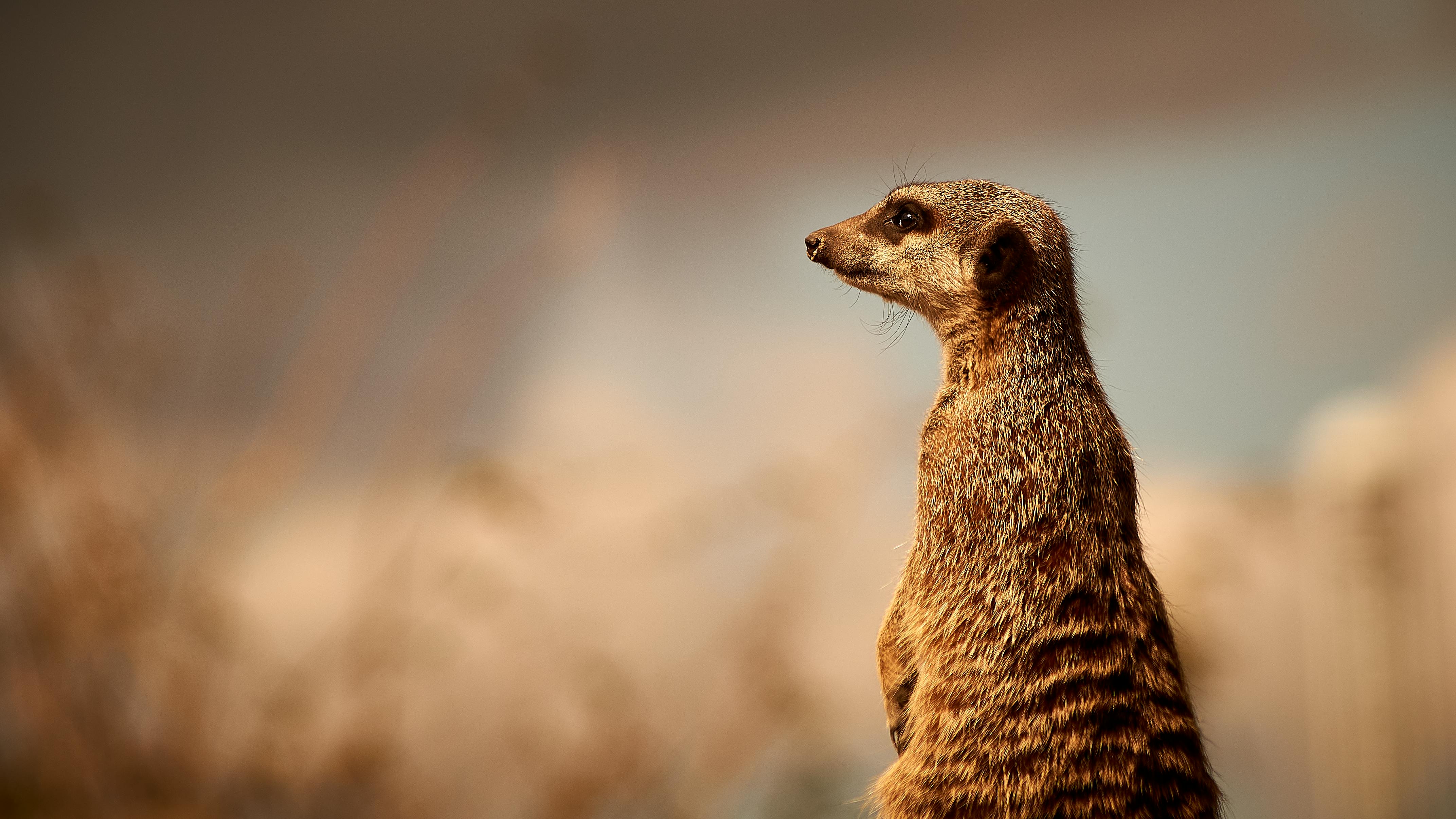 Side View of a Meerkat · Free Stock Photo