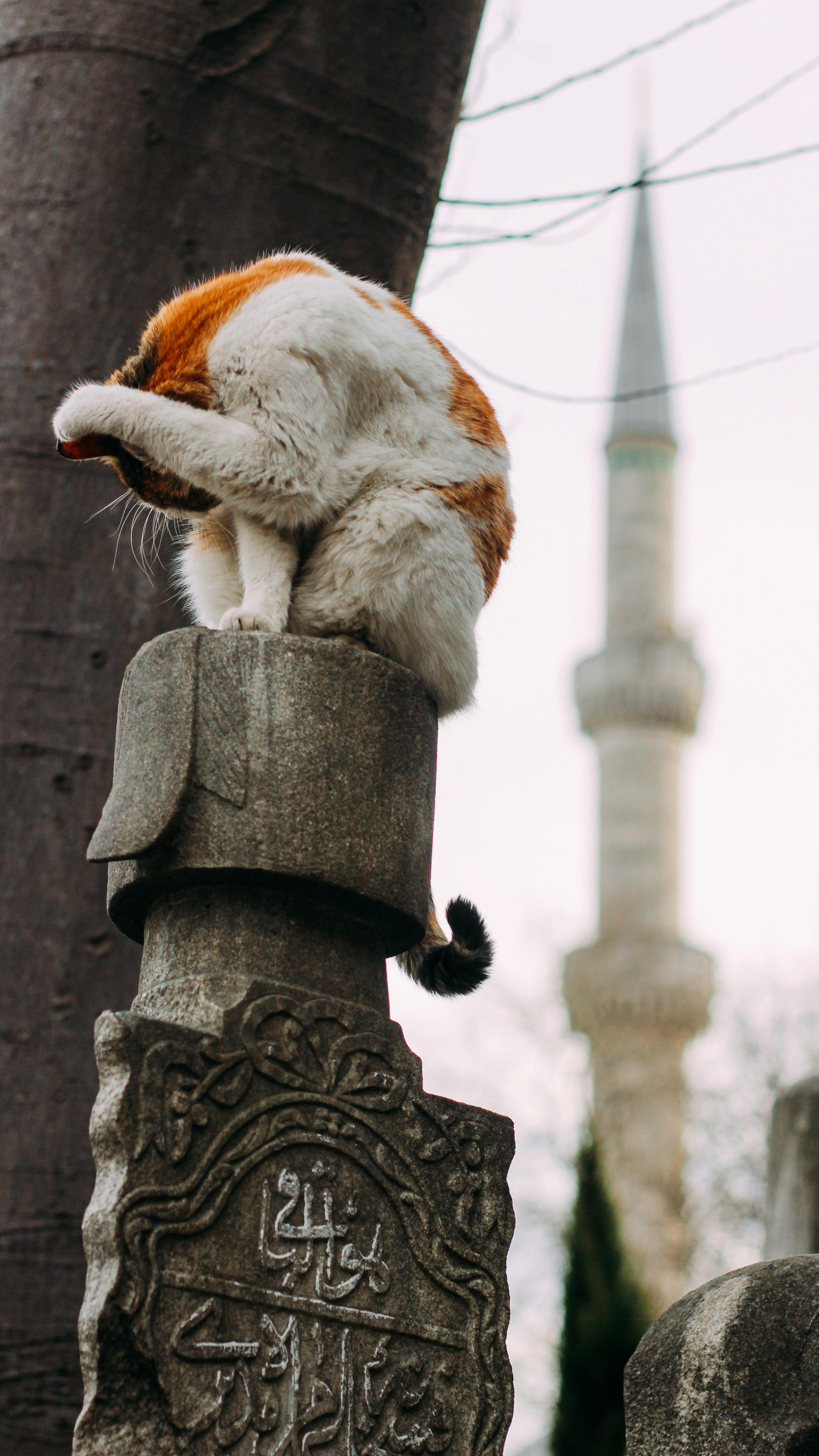 Istanbul Cats Photos, Download The BEST Free Istanbul Cats Stock Photos ...