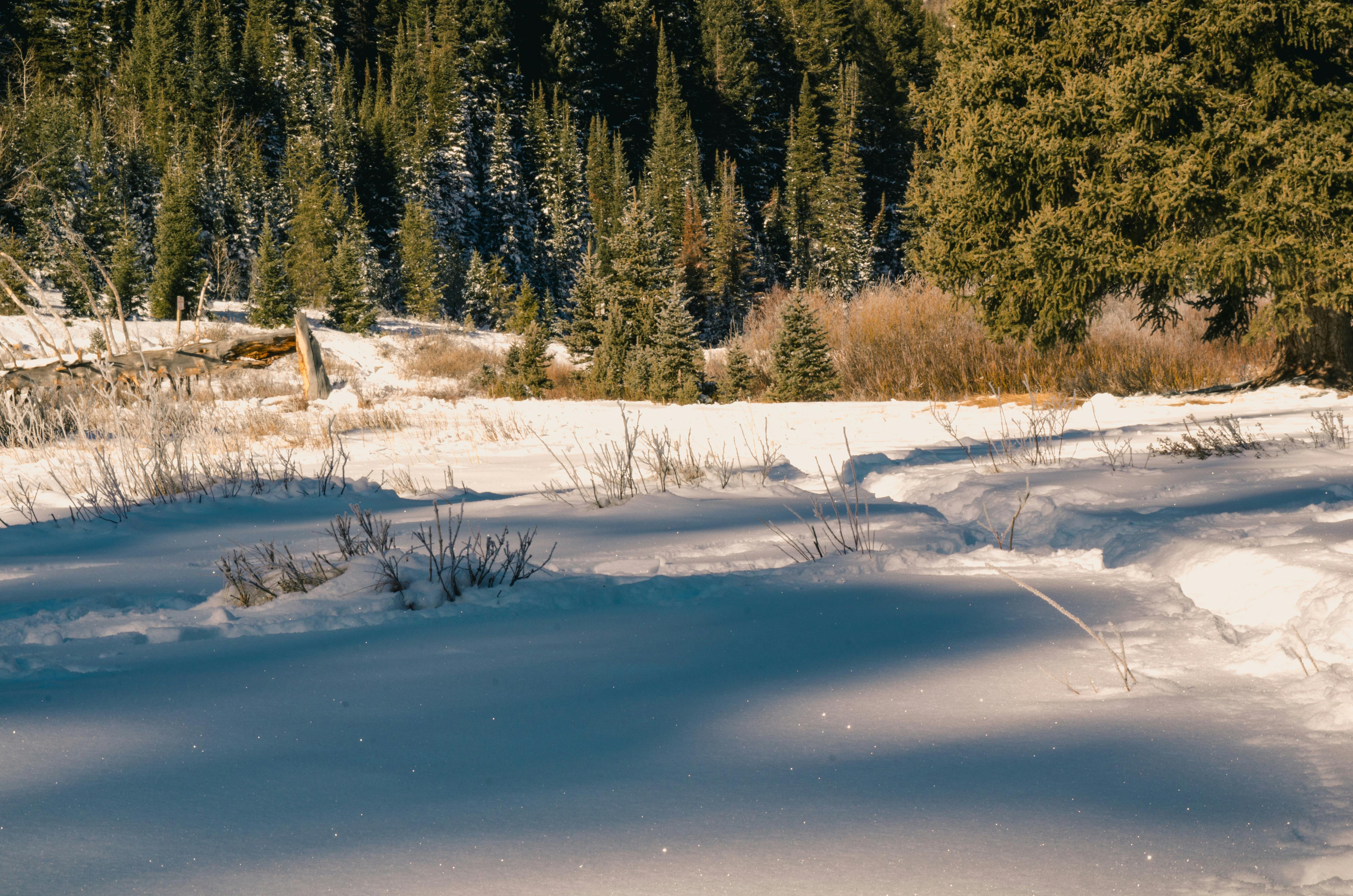 Ground Cover With Snow Near Trees at Daytime · Free Stock Photo