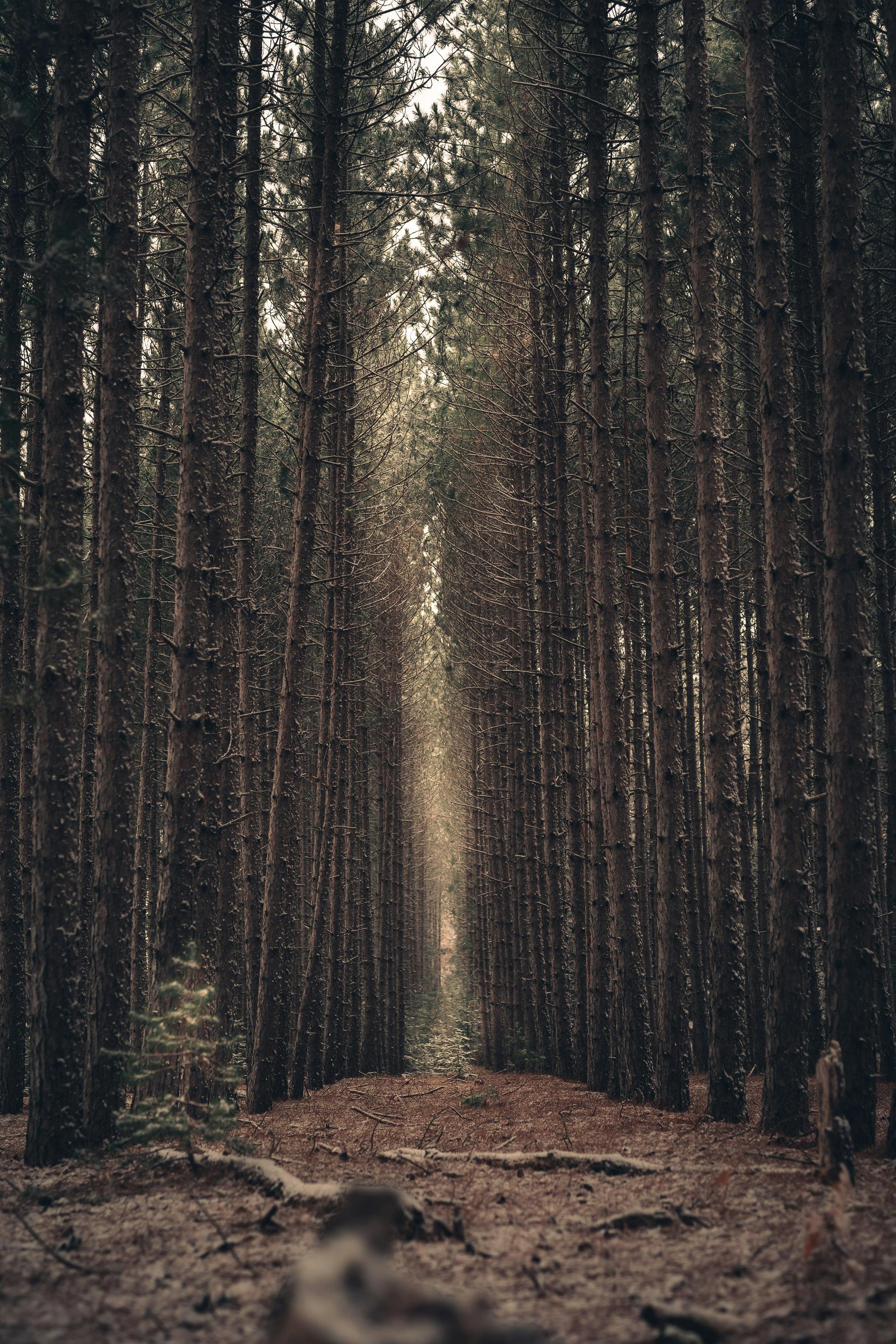 Tall Trees in the Forest · Free Stock Photo
