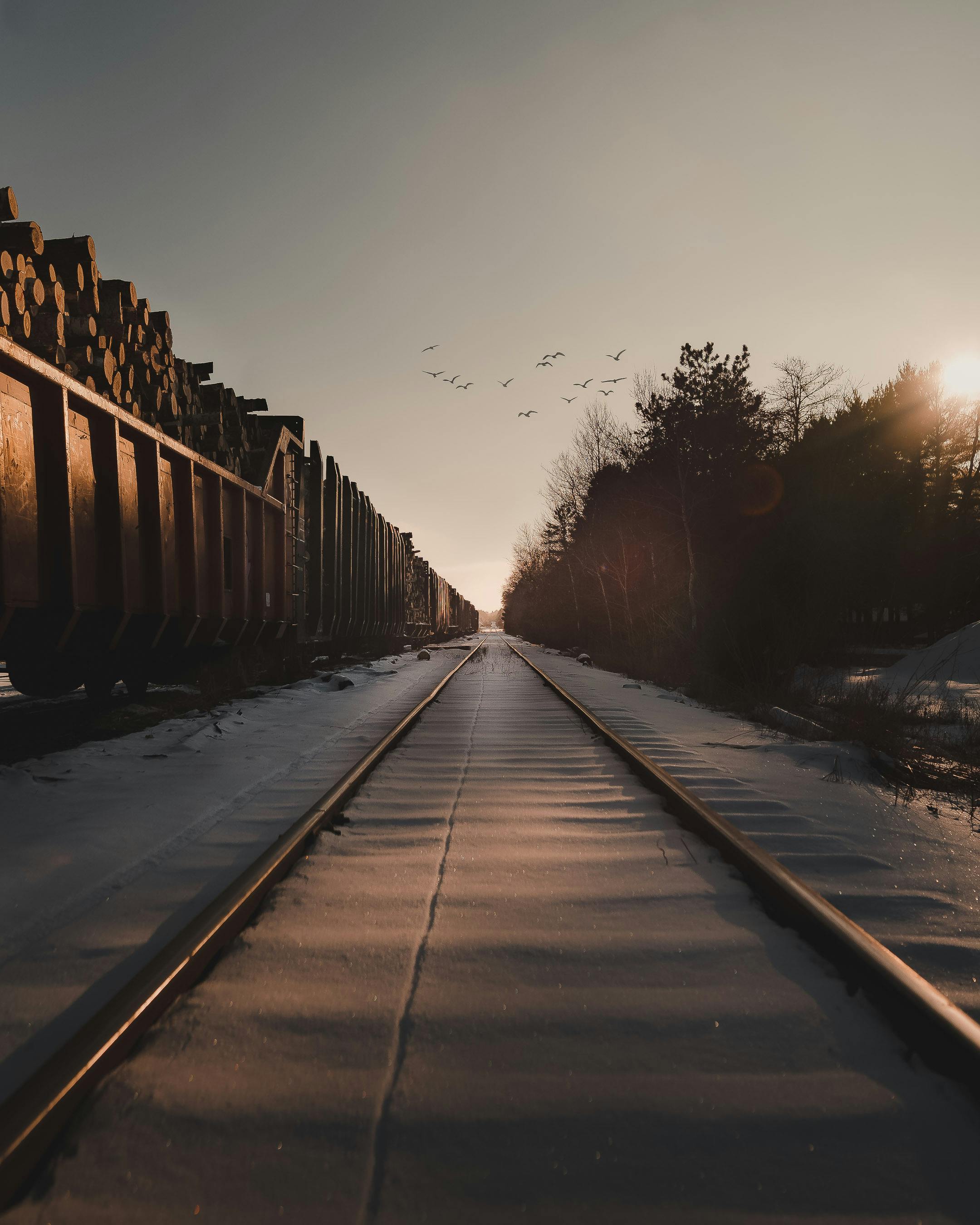 Birds Perspective Photos, Download The BEST Free Birds Perspective ...