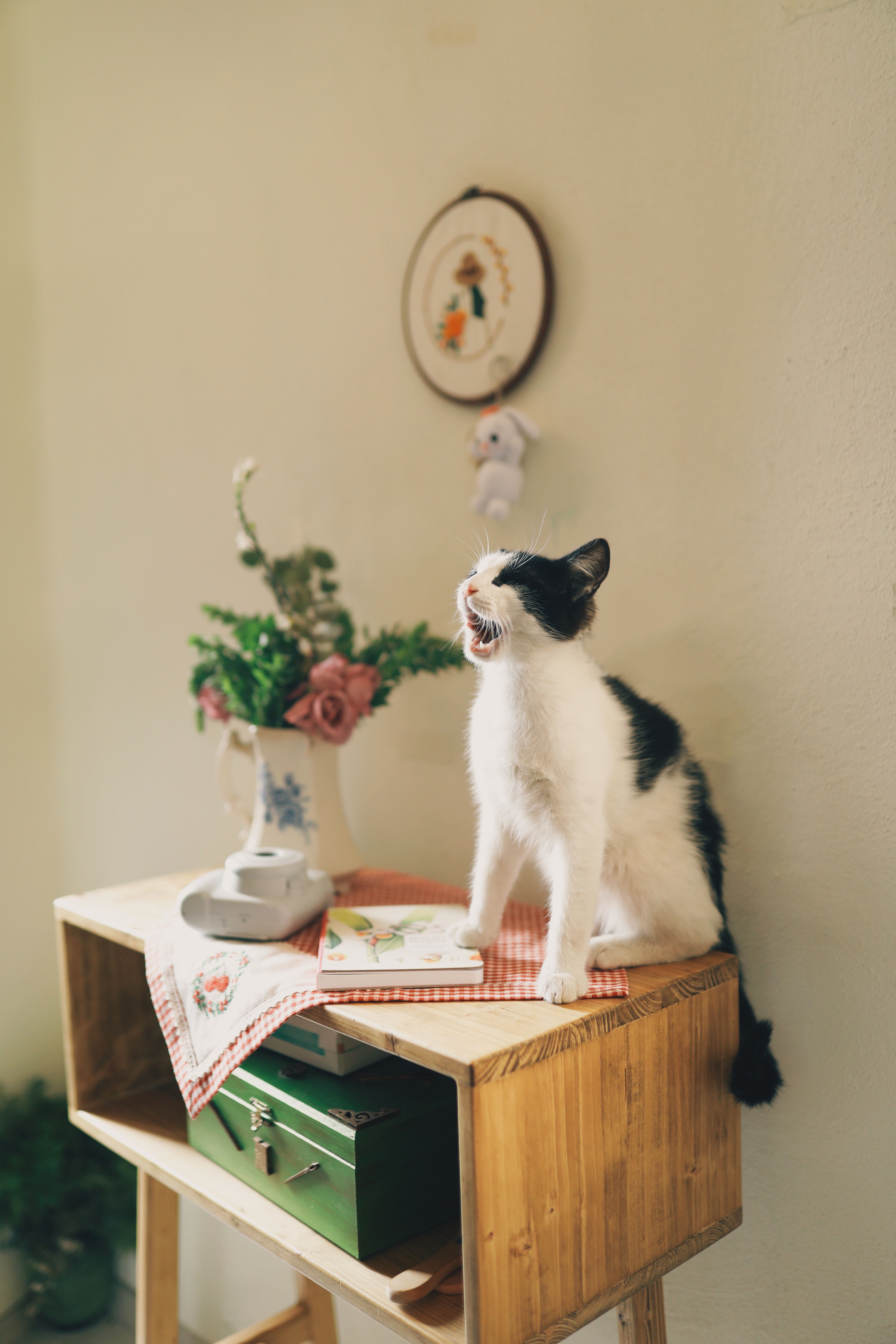 Cat on Brown Wooden Table · Free Stock Photo