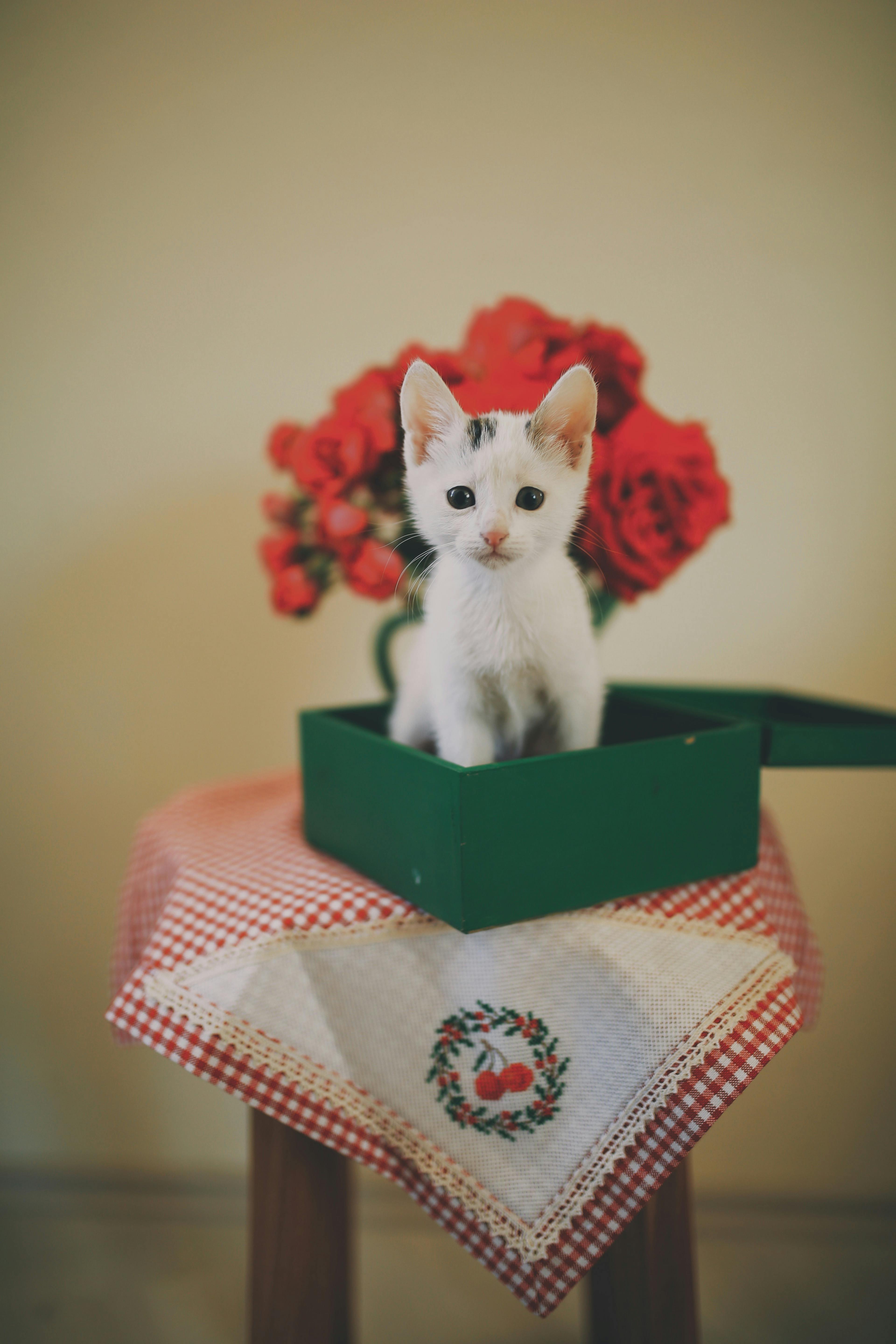 Little White Kitten in a Box · Free Stock Photo