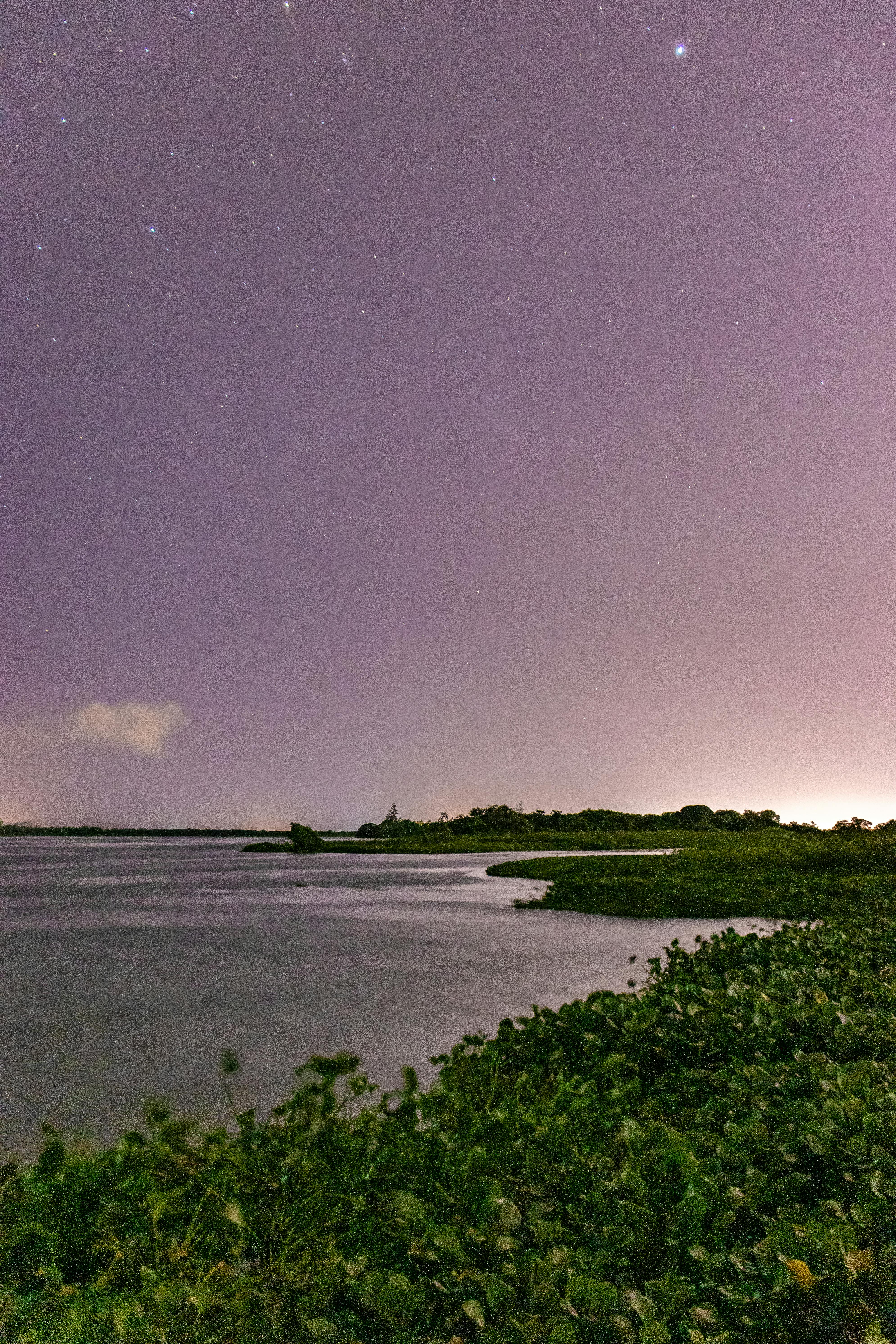 Forest Near Water · Free Stock Photo