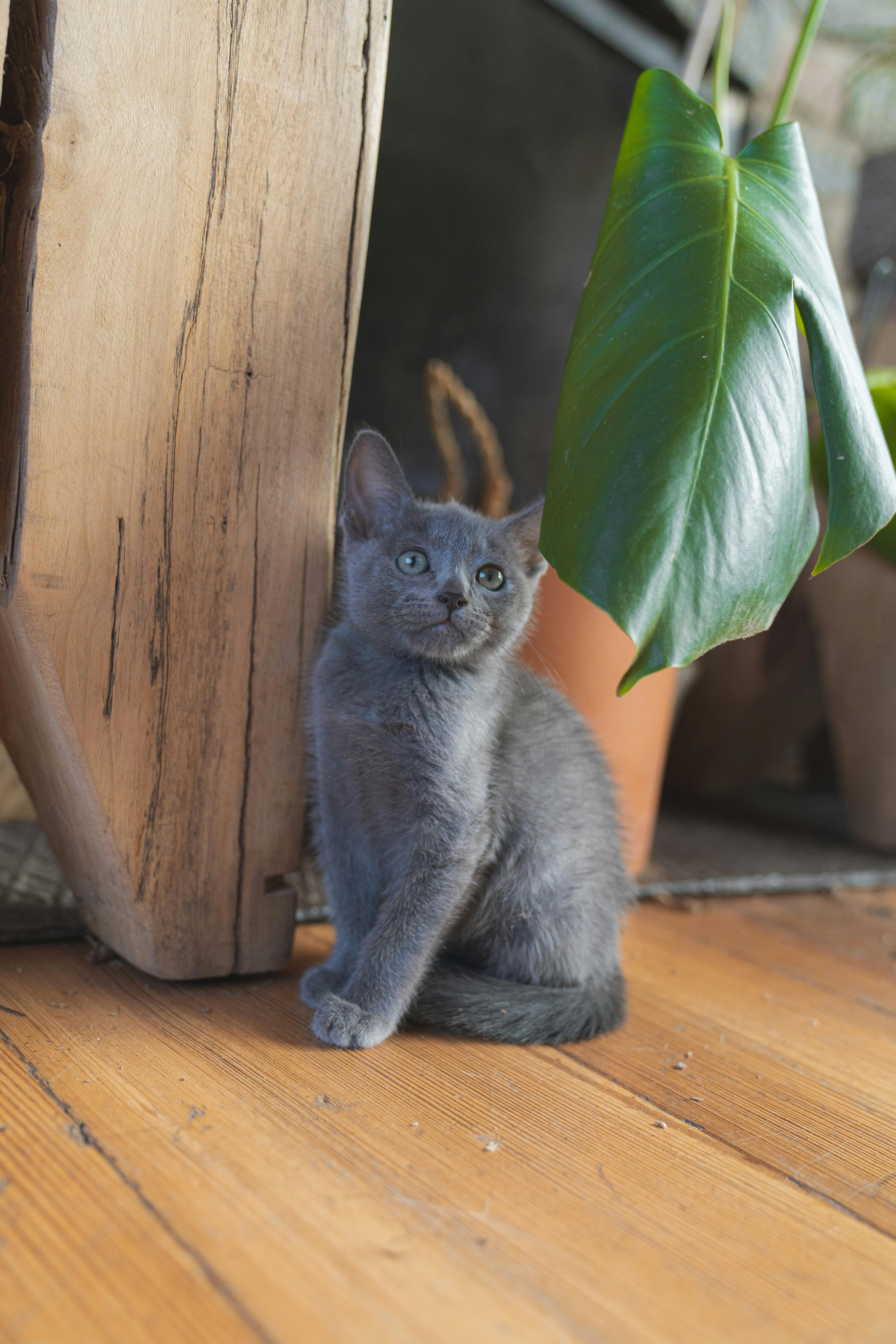 Puppet Look Photos, Download The BEST Free Puppet Look Stock Photos ...