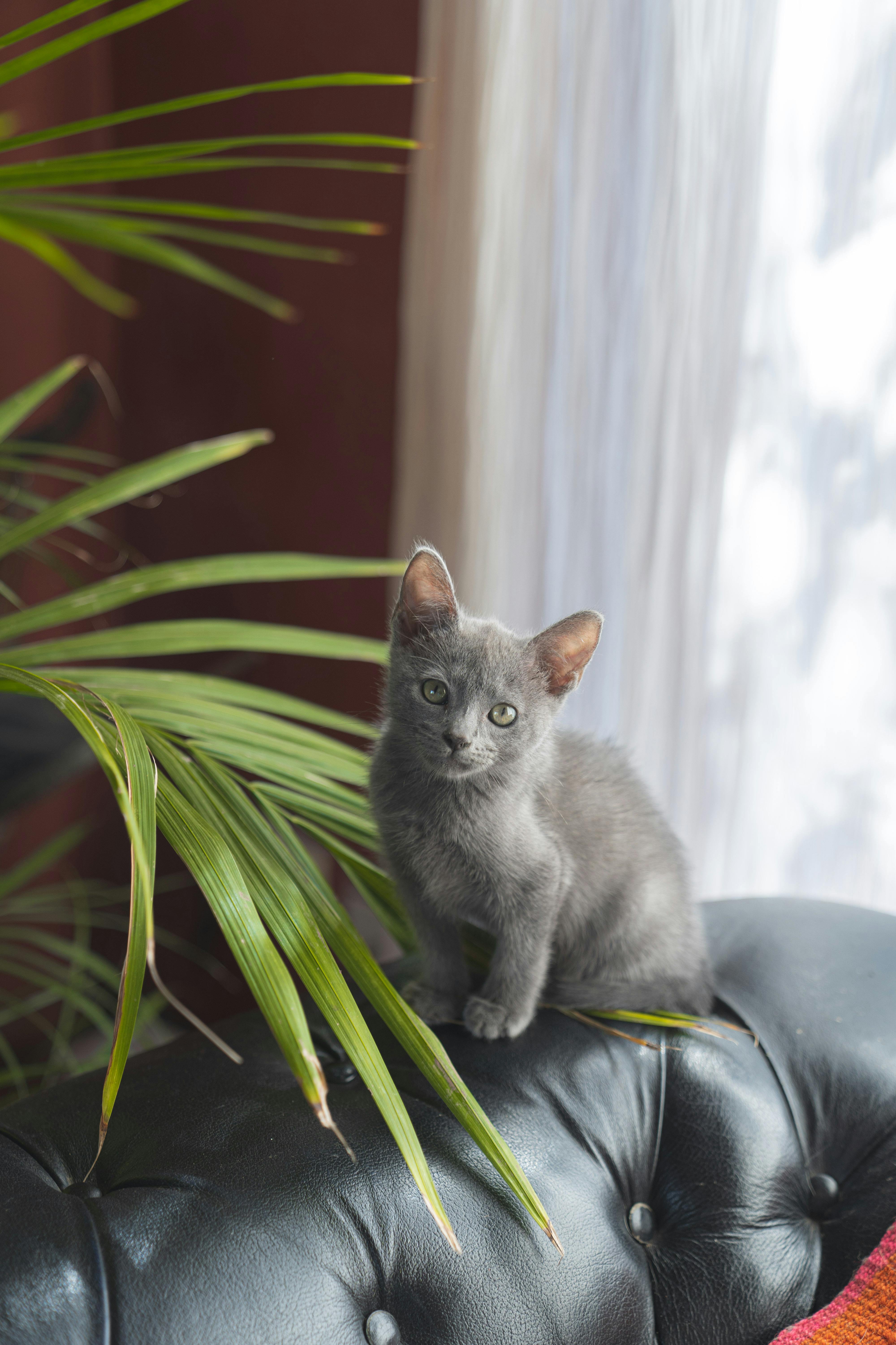 Grey and White Short Fur Cat · Free Stock Photo