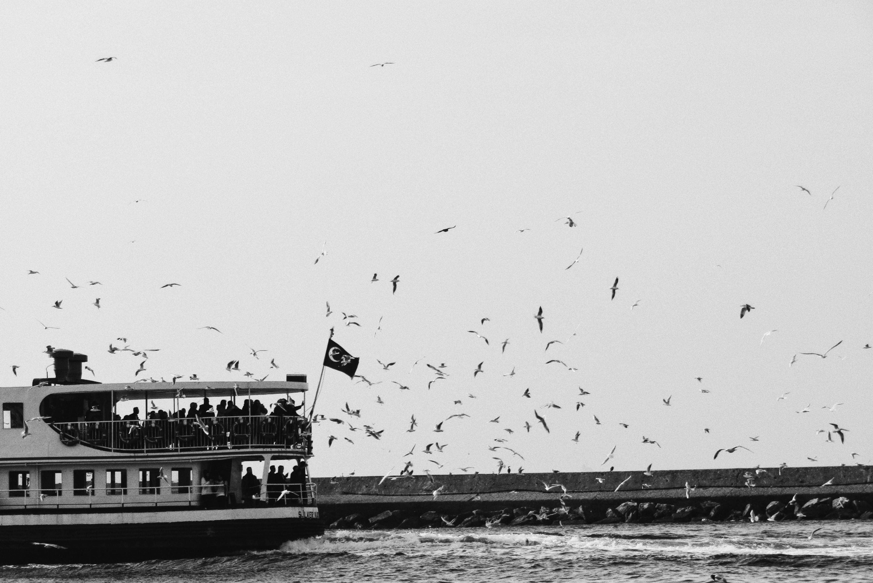 Seagulls Flying around Ferry · Free Stock Photo