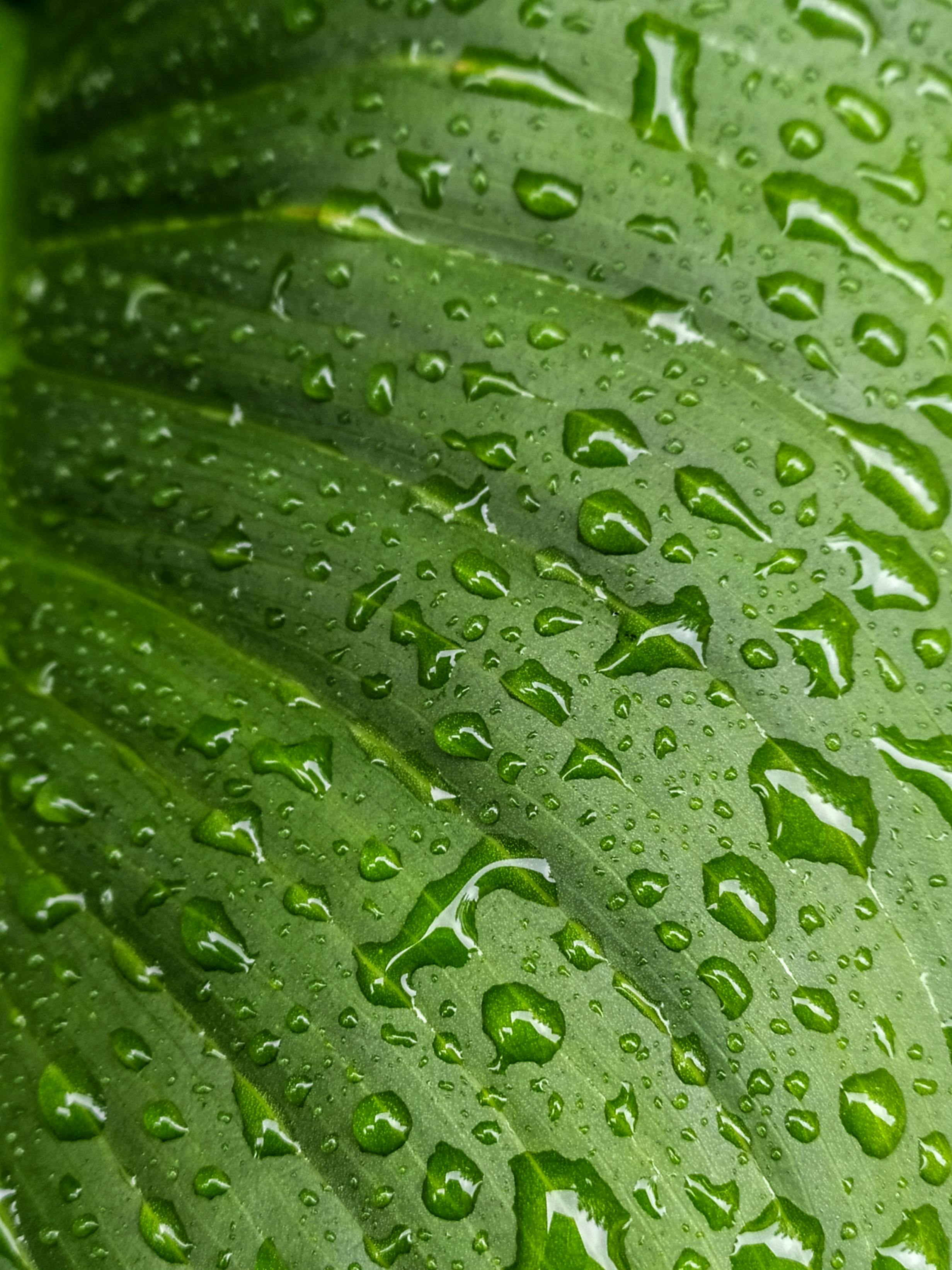 Close-up Photography of Leaf With Water Drops · Free Stock Photo