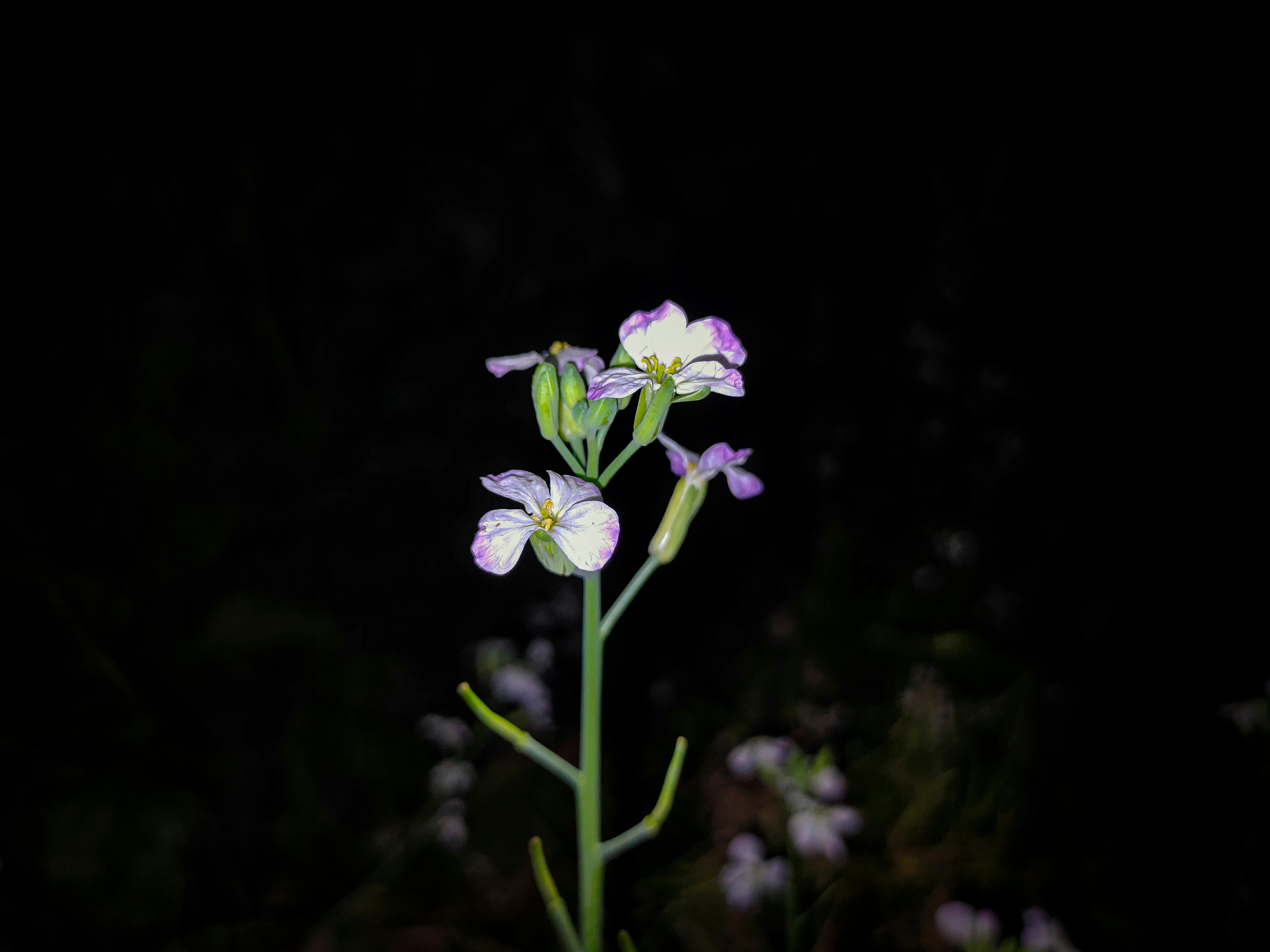 Free stock photo of at night, beautiful flower, beautiful nature