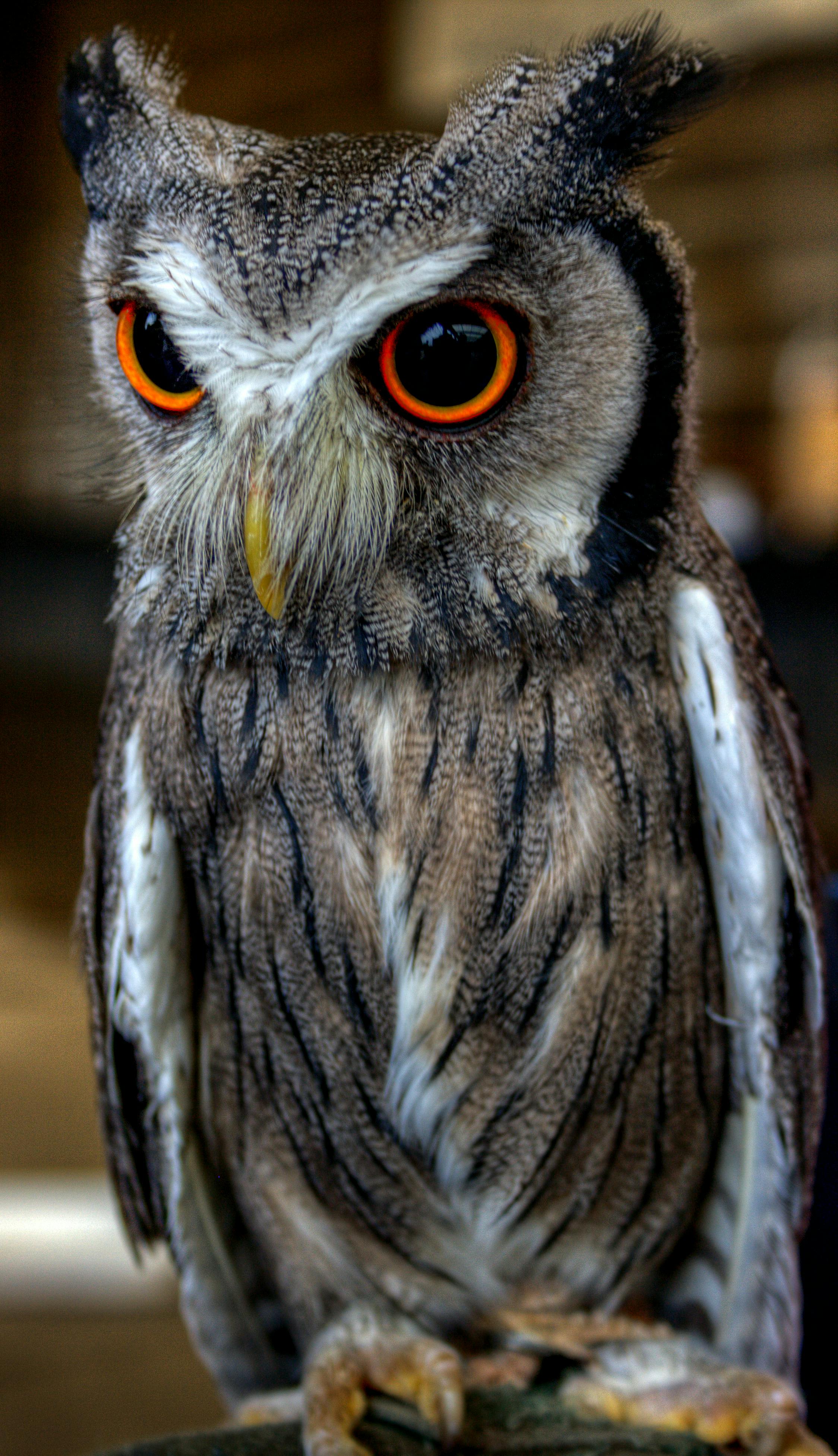 Kostenloses Foto zum Thema: augen, eule, federn