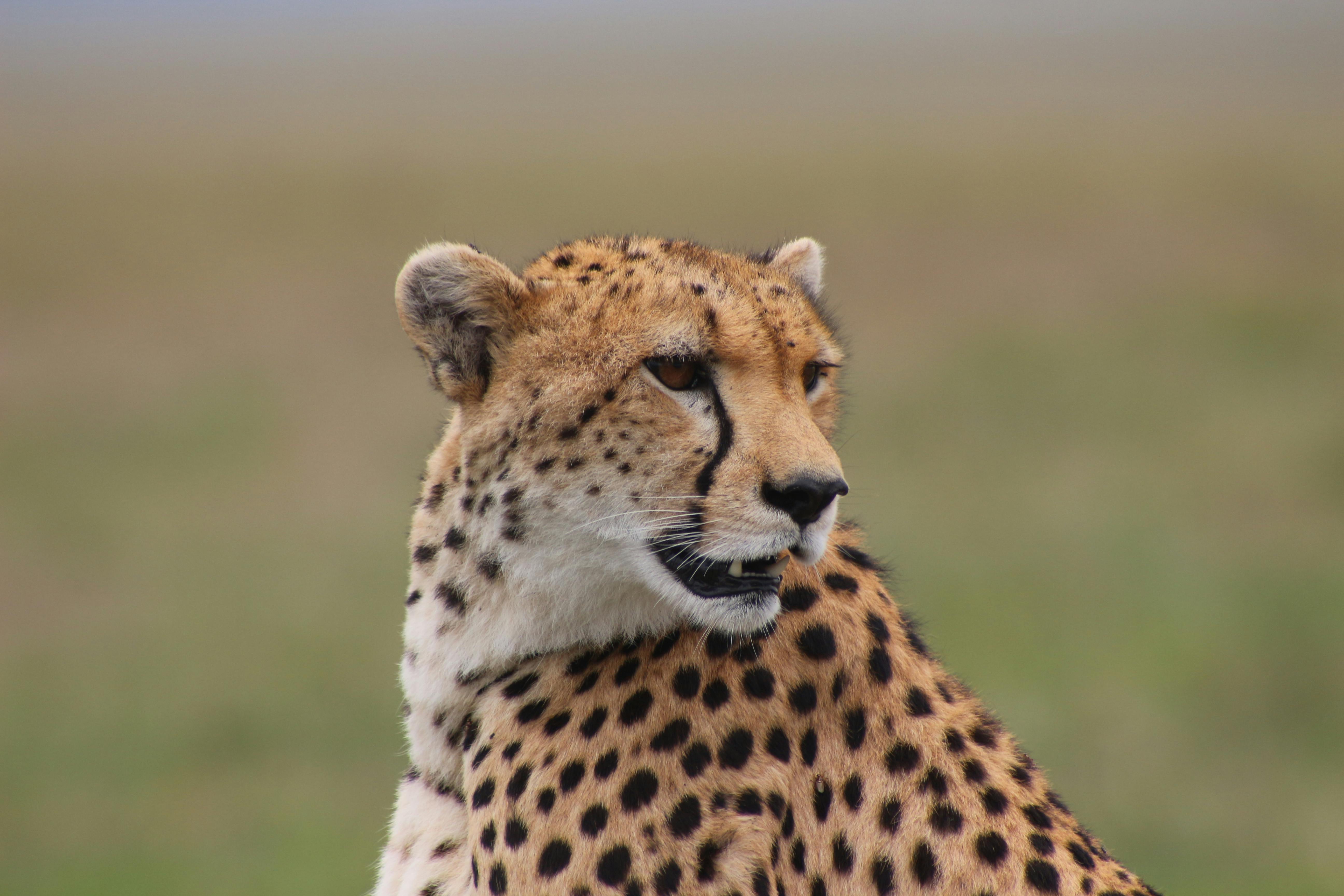 Two Sleeping Cheetah · Free Stock Photo