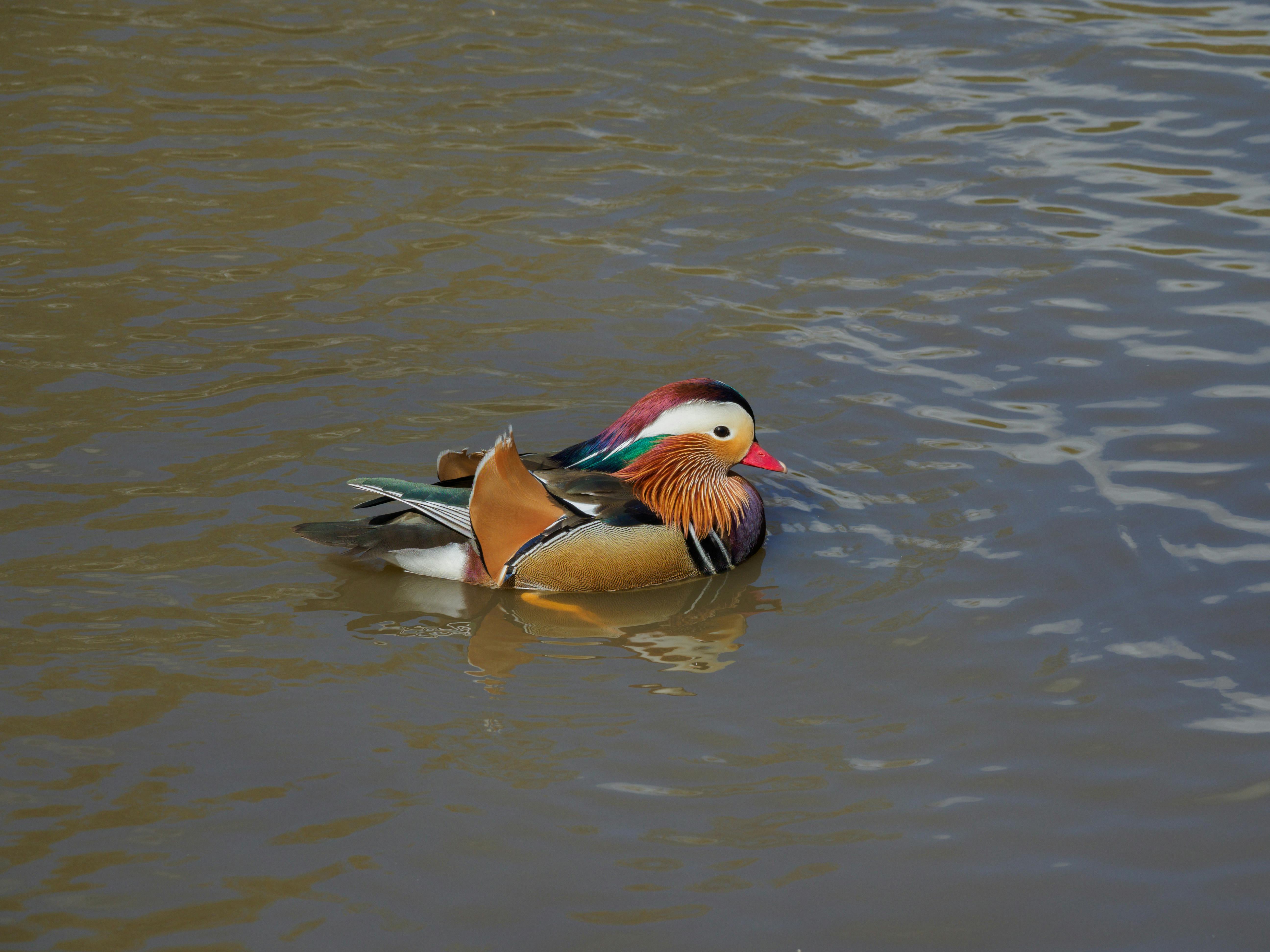 Gray Mallard Ducks · Free Stock Photo