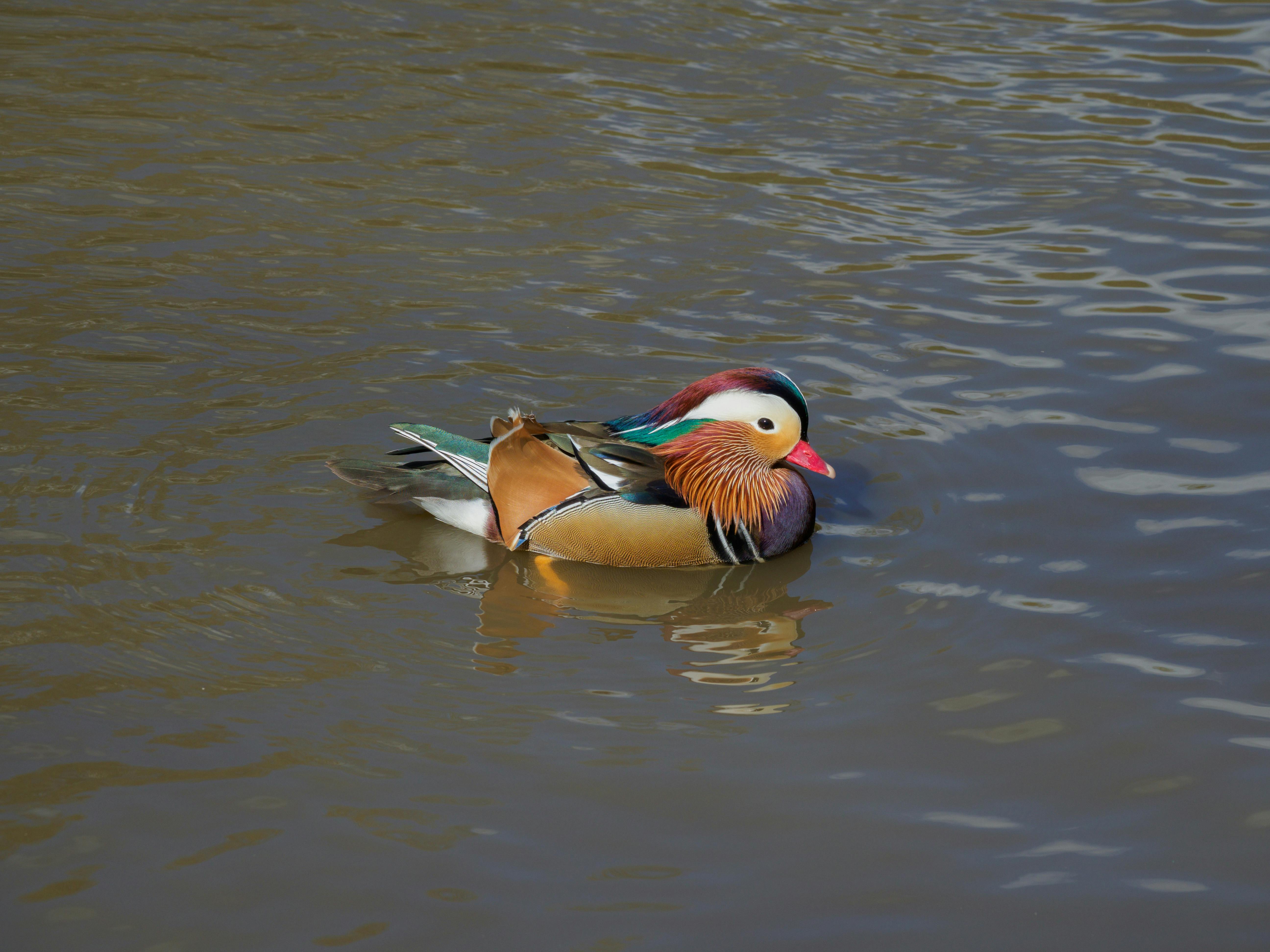 Gray Mallard Ducks · Free Stock Photo
