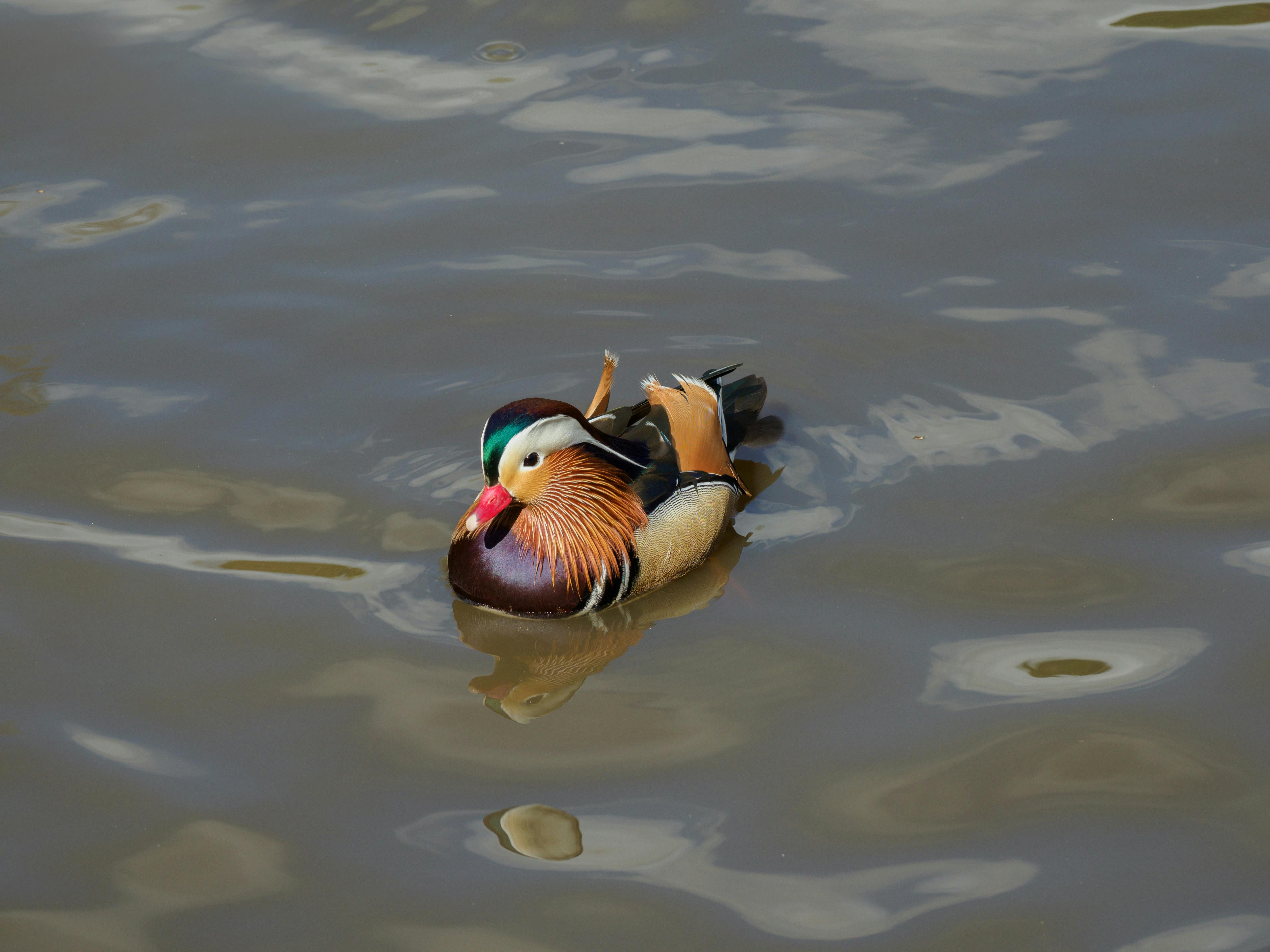 A Mandarin Duck Swimming on the Lake · Free Stock Photo