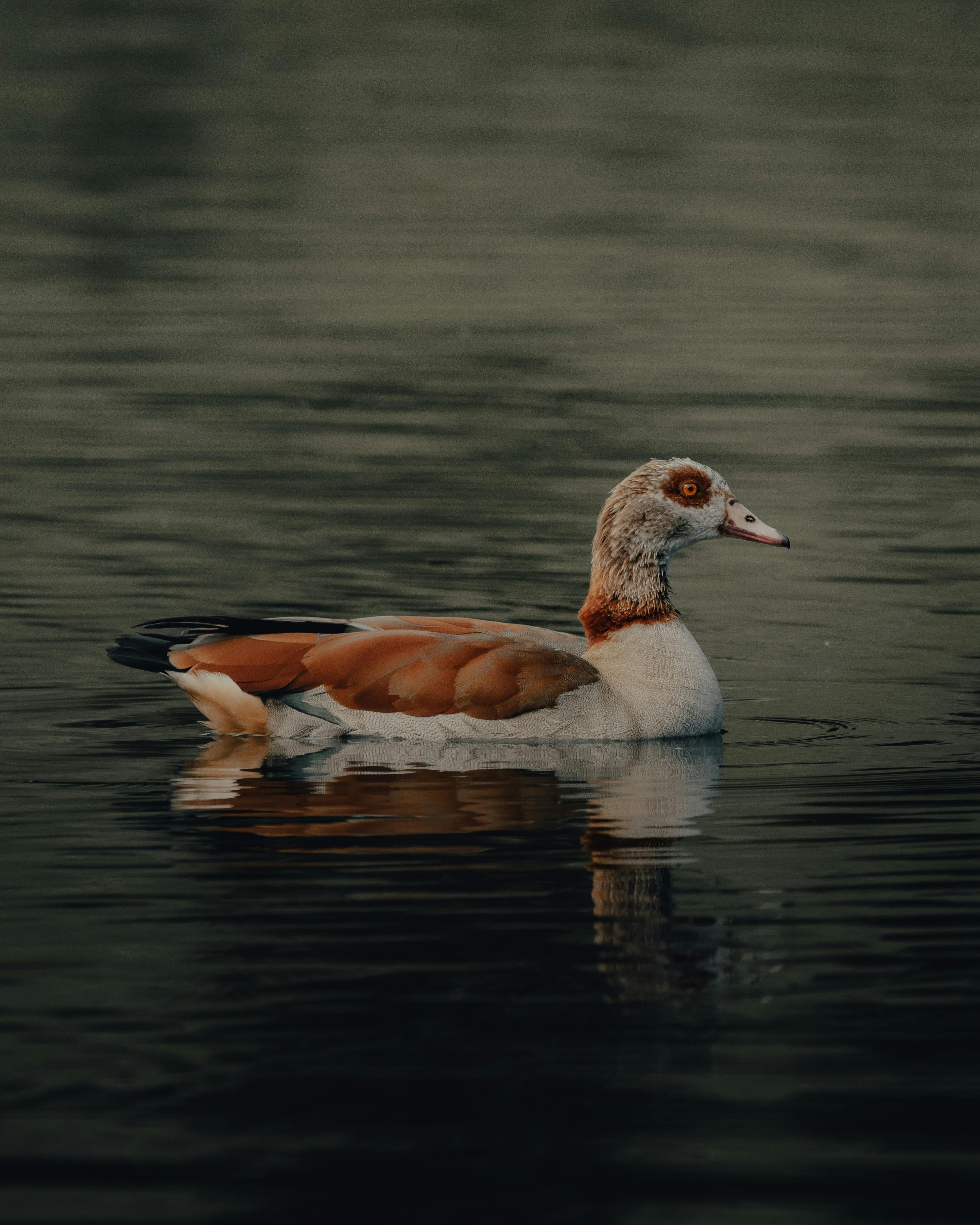 Red duck feet with membranes on pebbles · Free Stock Photo