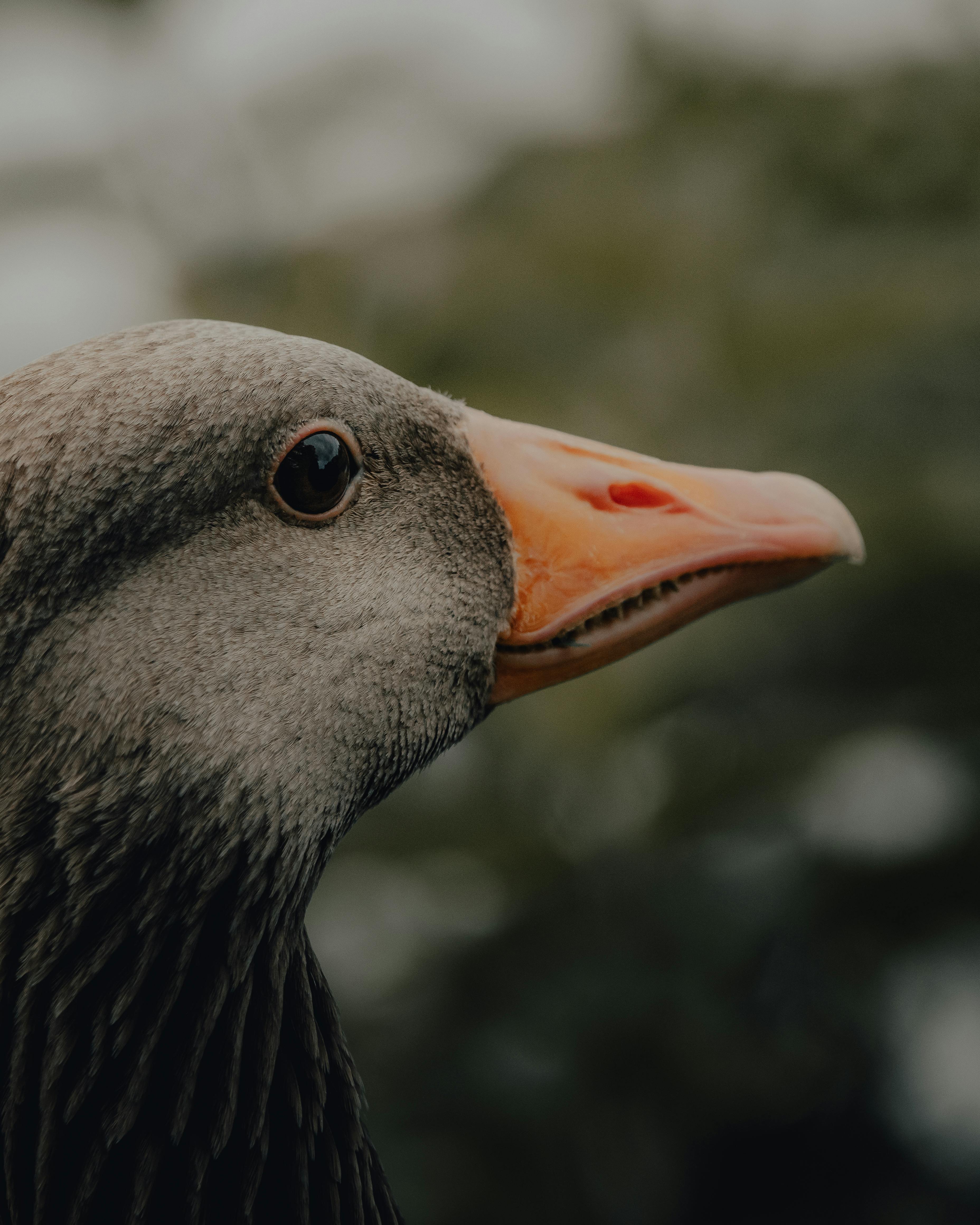 Red duck feet with membranes on pebbles · Free Stock Photo