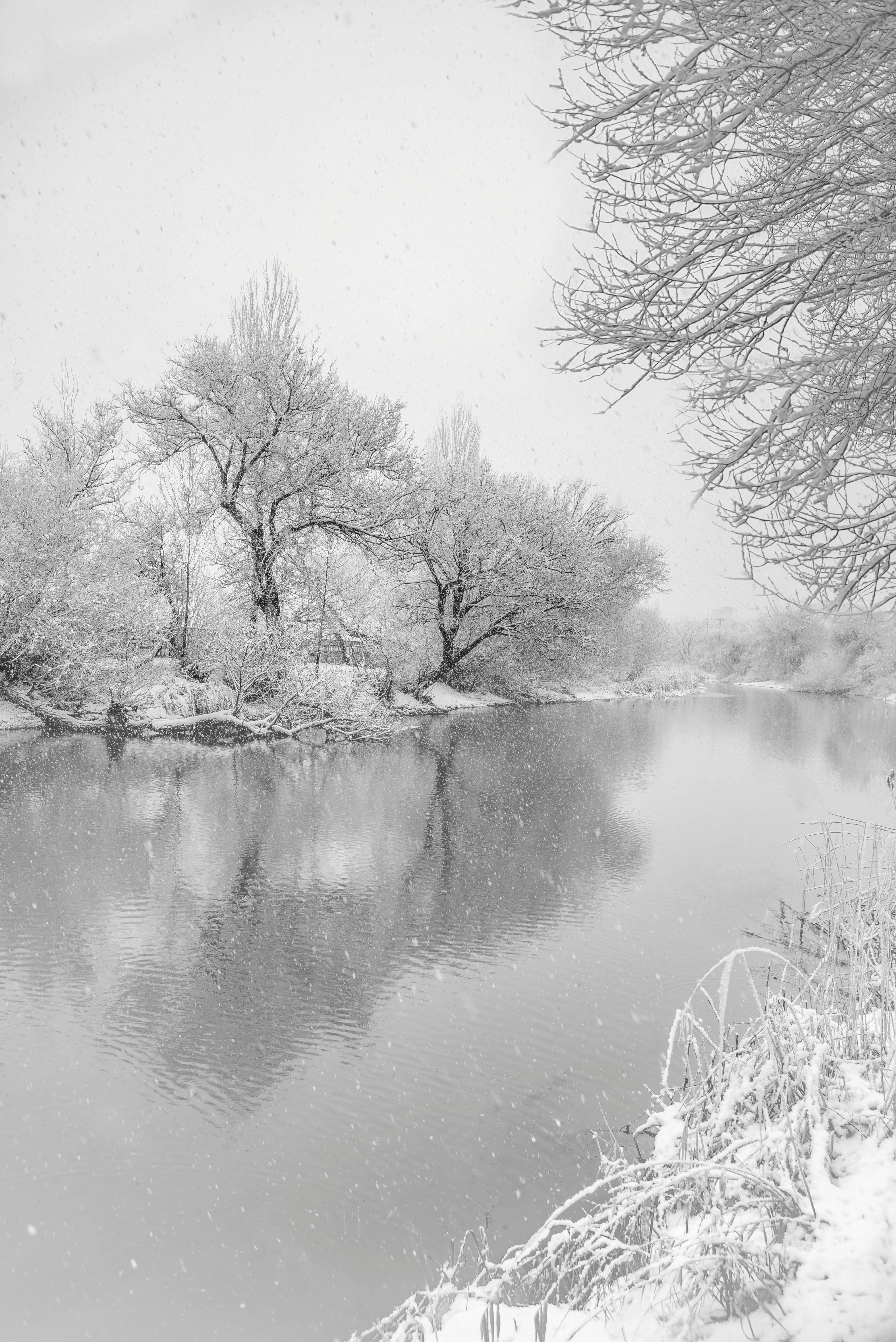 Grayscale Photograph of Trees Near a Lake During Winter · Free Stock Photo