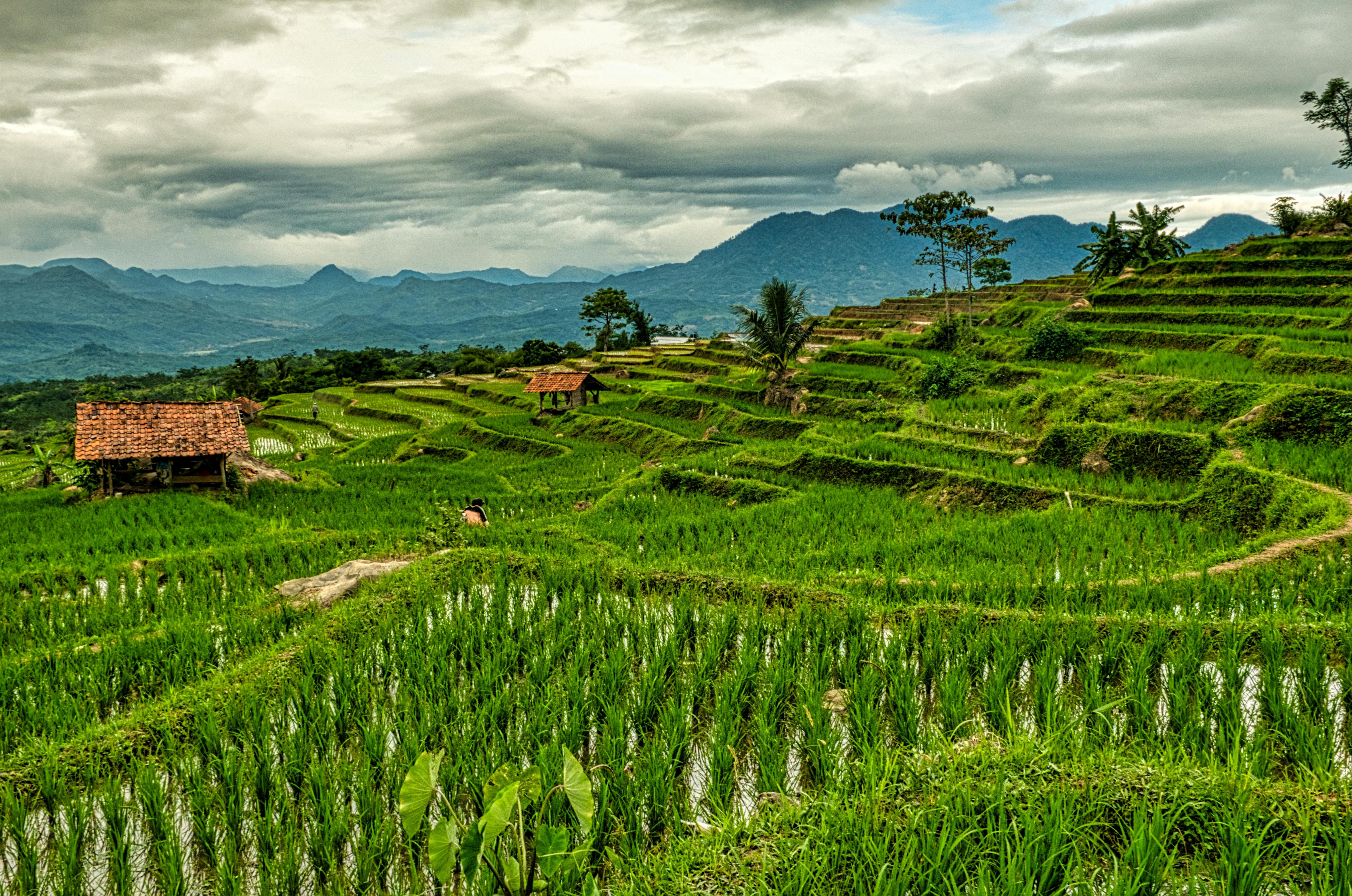 Rice Field on Mountain area · Free Stock Photo