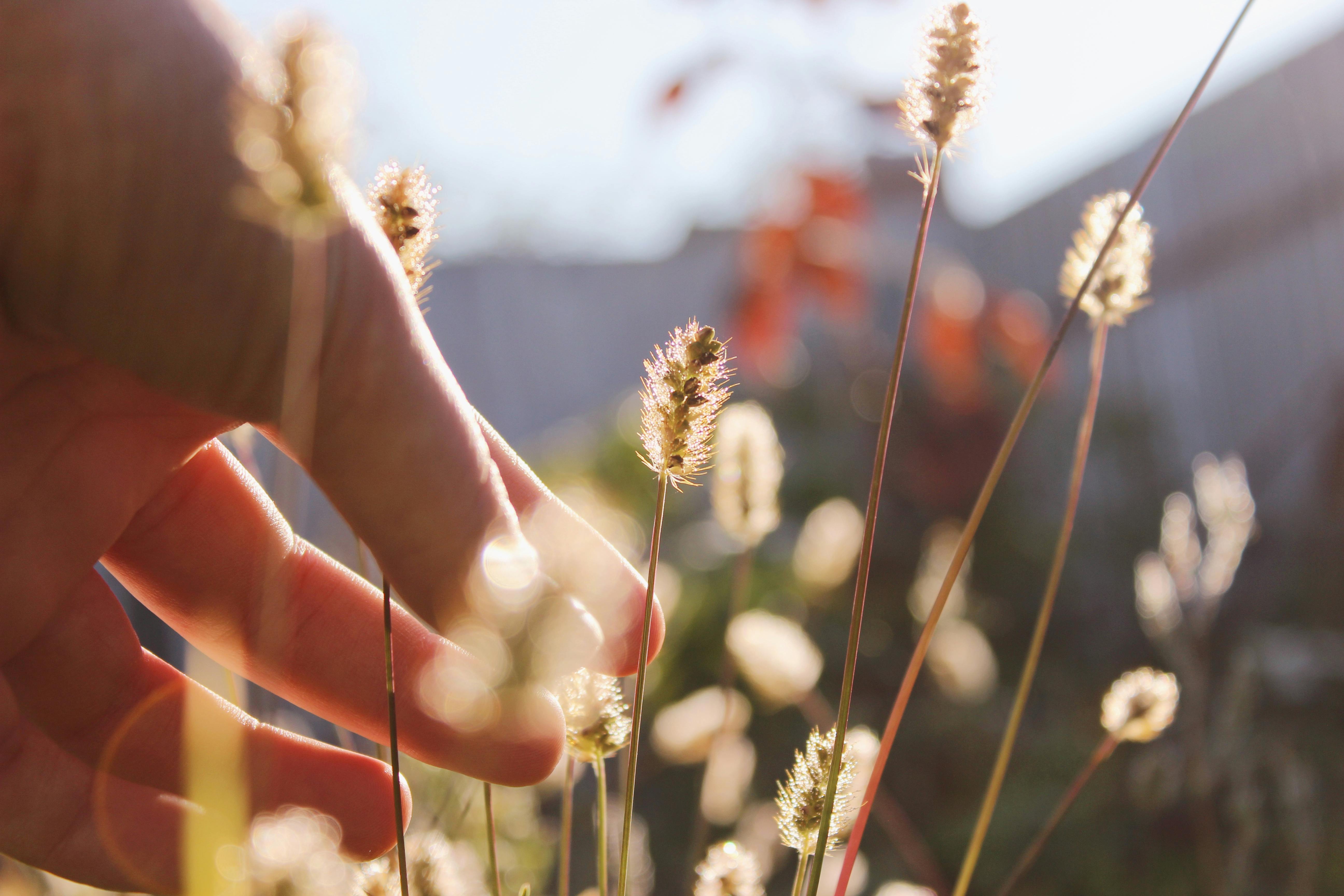 Close-up Photo of a Hand Touching Grass · Free Stock Photo