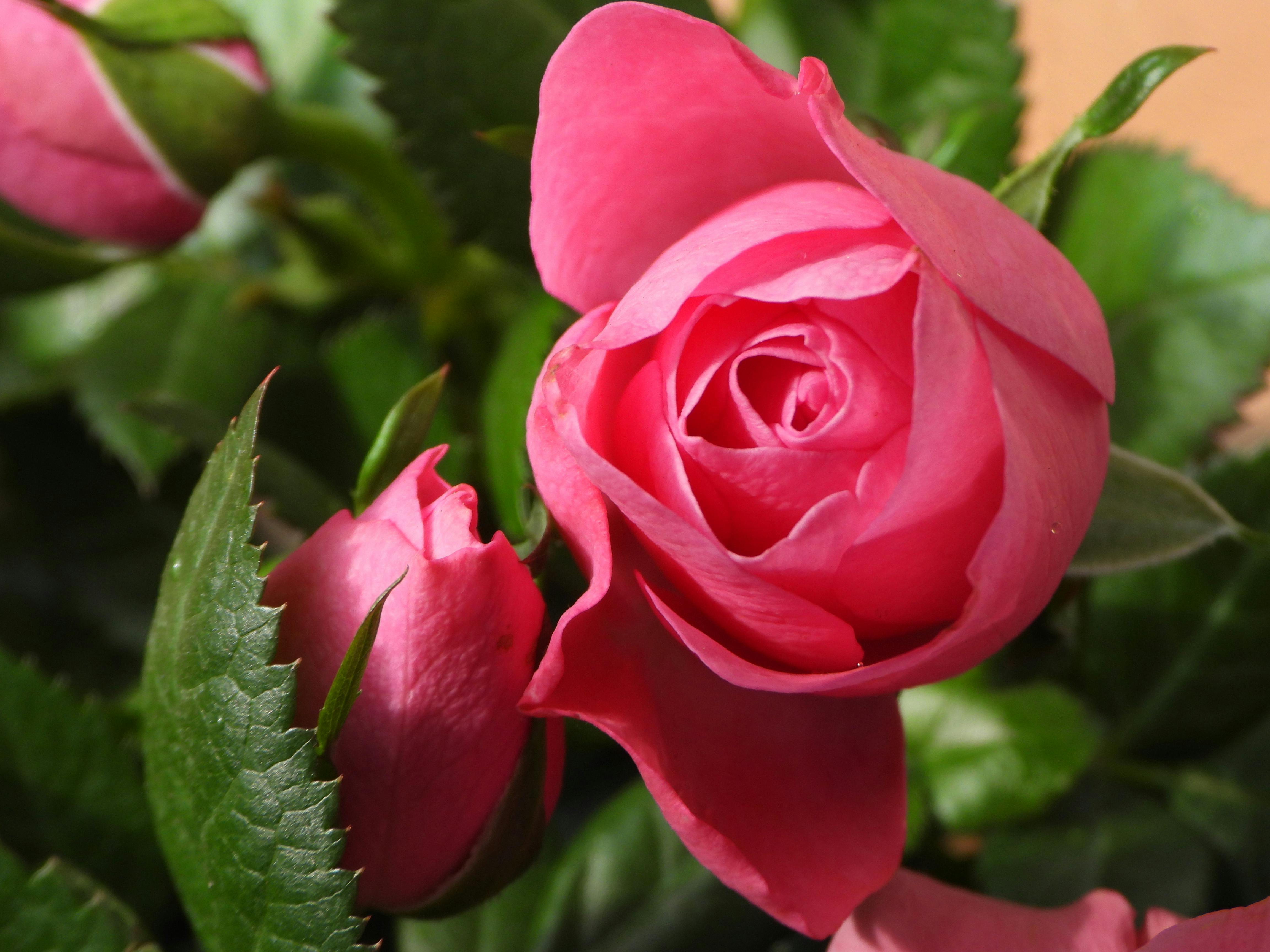 Pink Roses With Green Leaves · Free Stock Photo