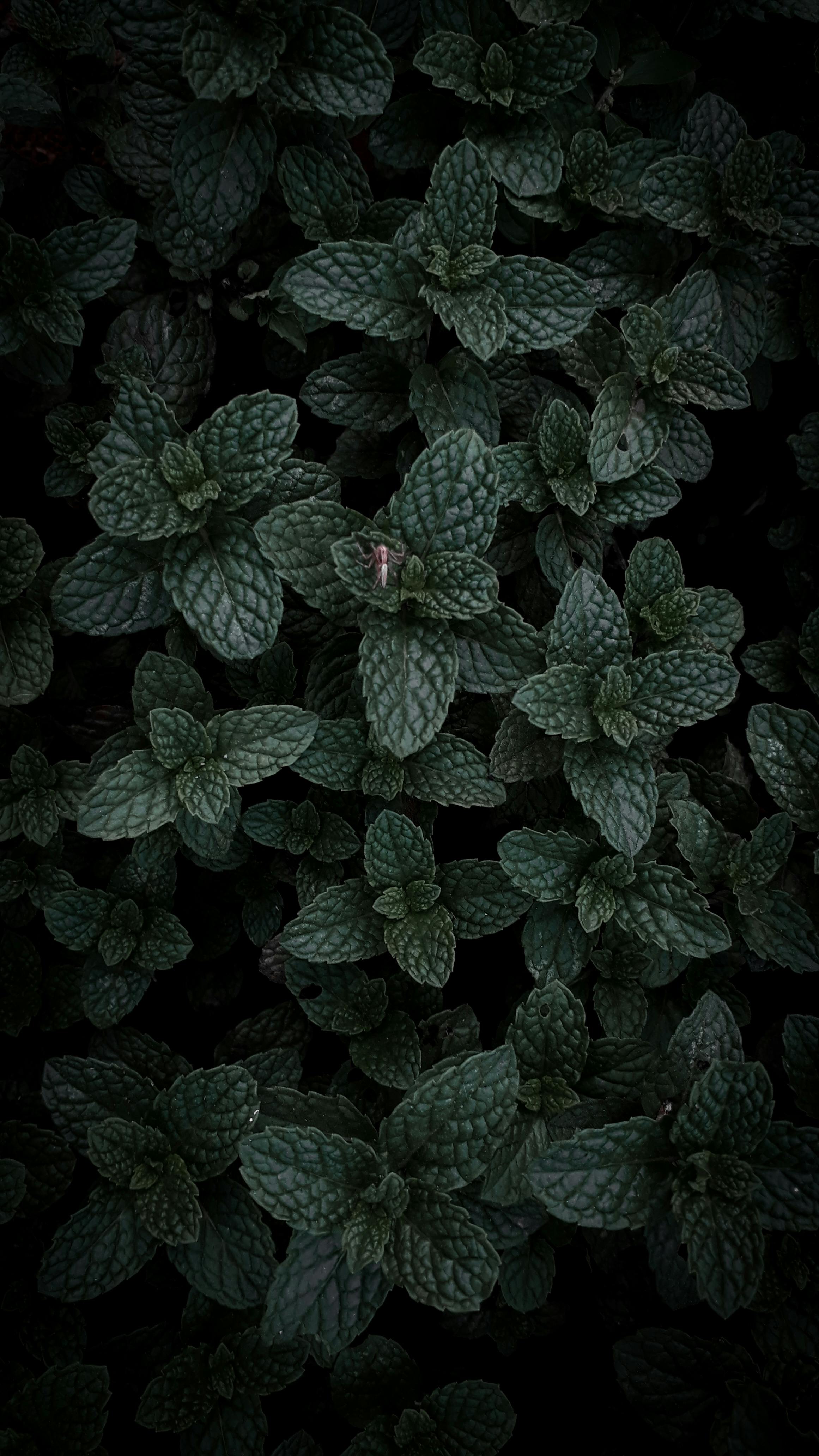 Mint Leaves in Dark Background · Free Stock Photo
