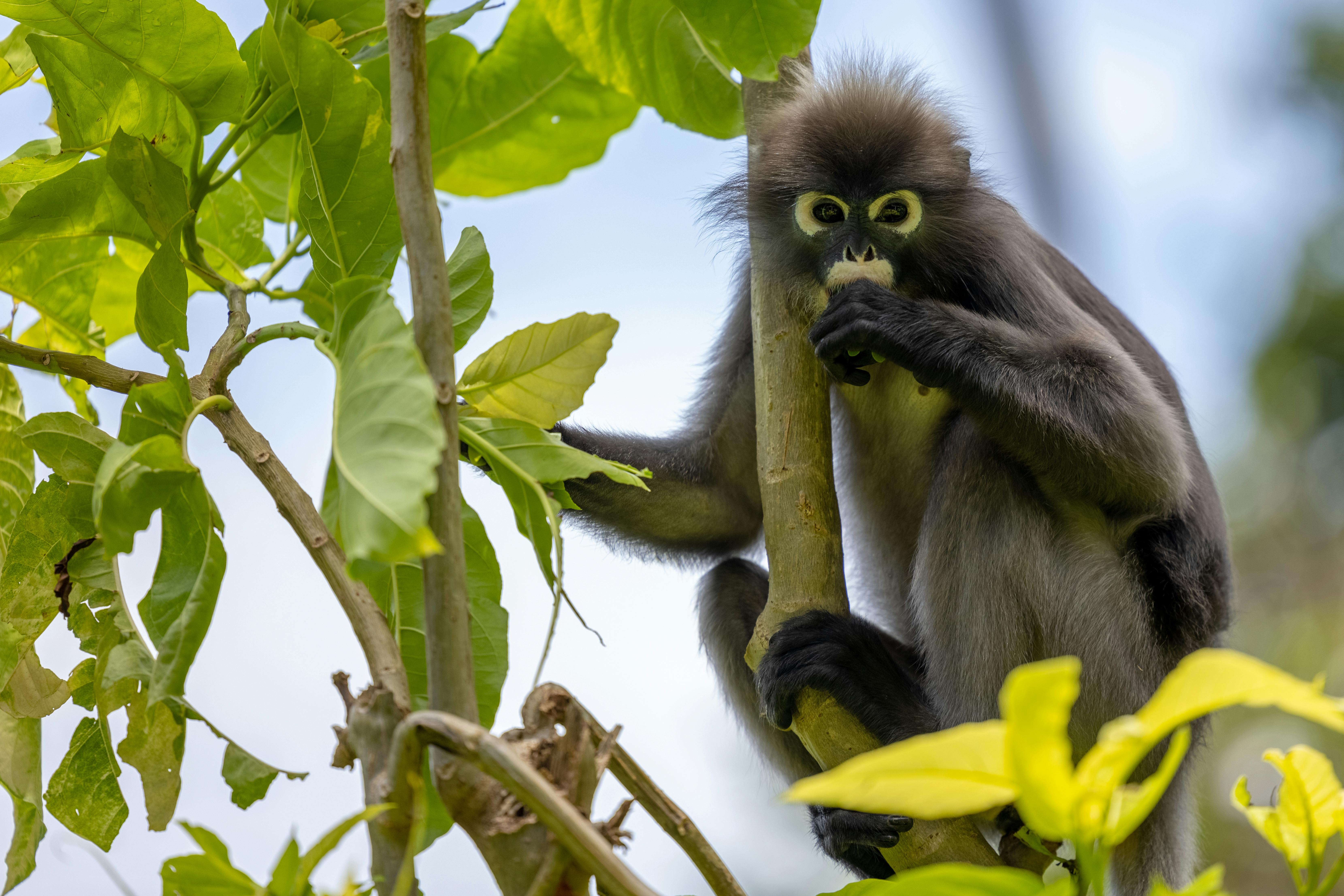 Portrait of a Monkey Sitting on a Tree Branch · Free Stock Photo