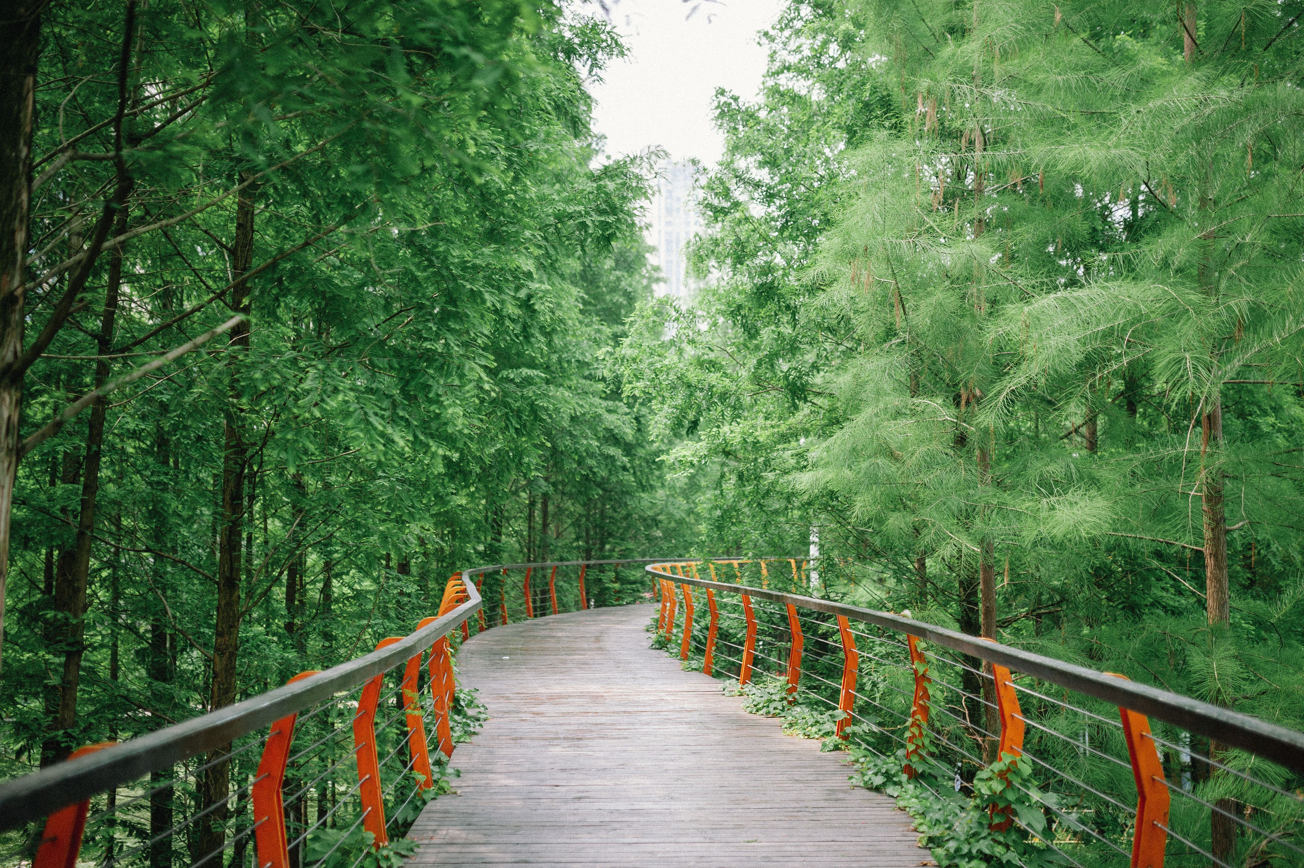 Wooden Bridge Trail Leading Through a Forest · Free Stock Photo
