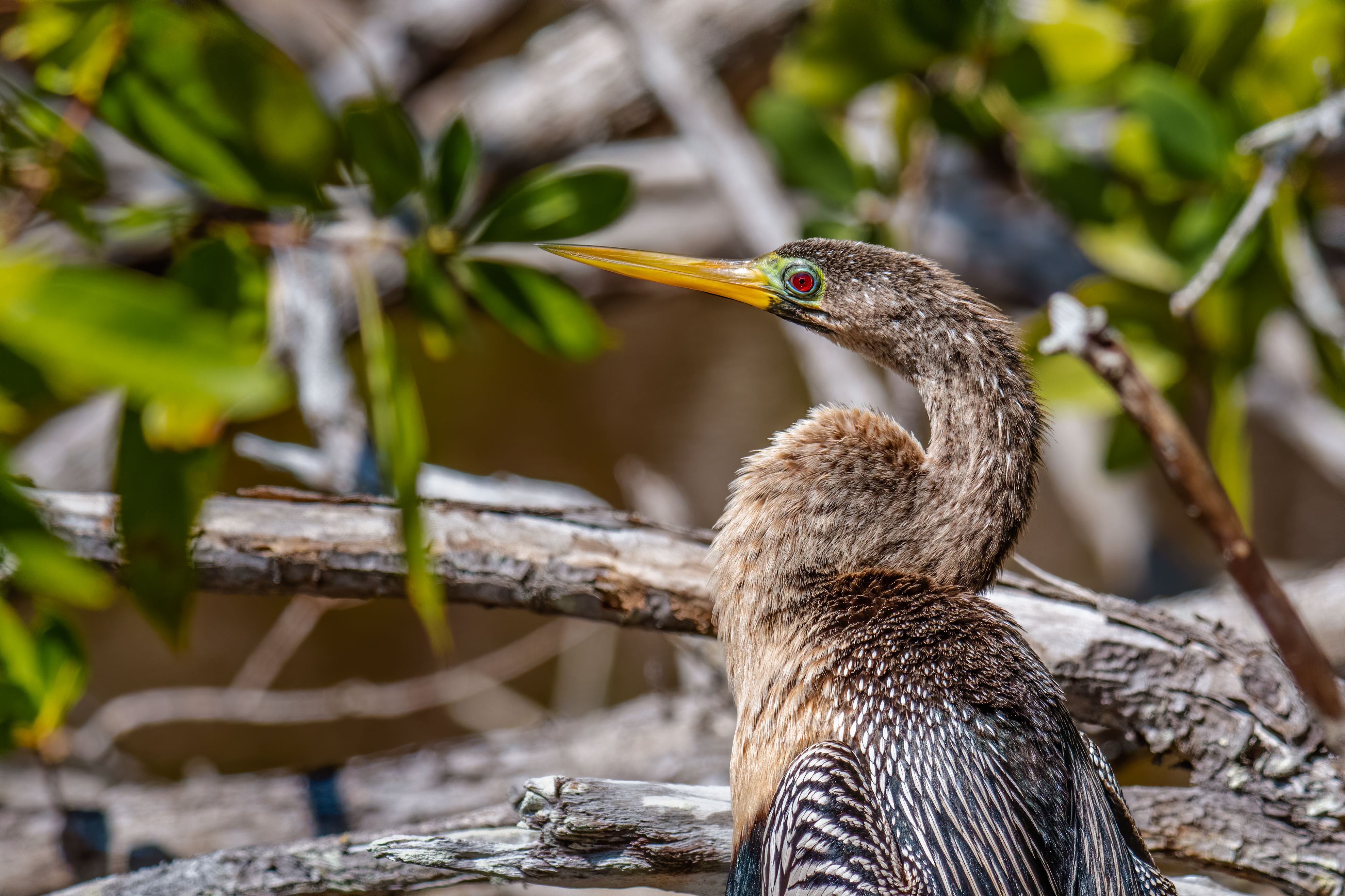 A Close-Up Shot of an Anhinga Bird · Free Stock Photo